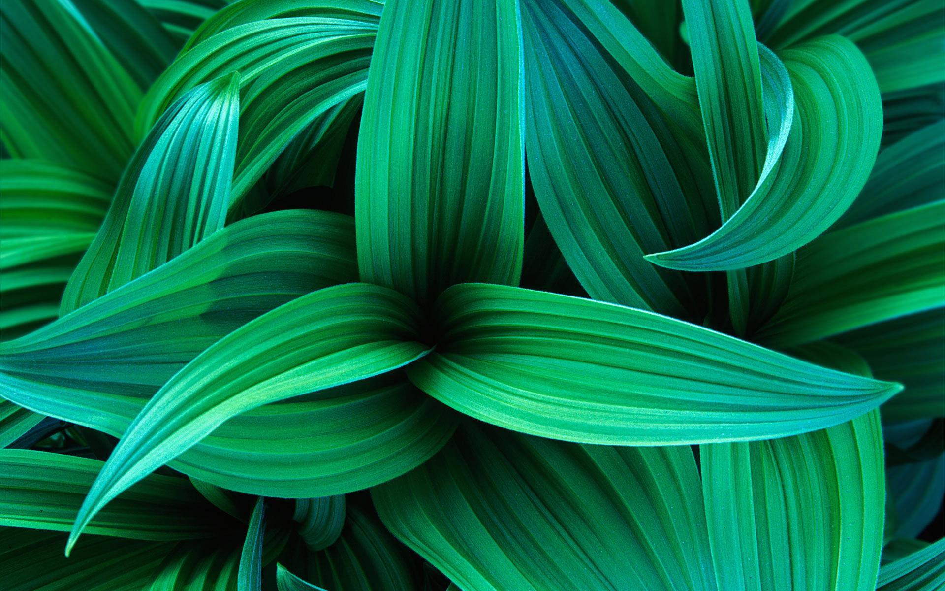 Leaf Wallpapers - Top Free Leaf Backgrounds - WallpaperAccess