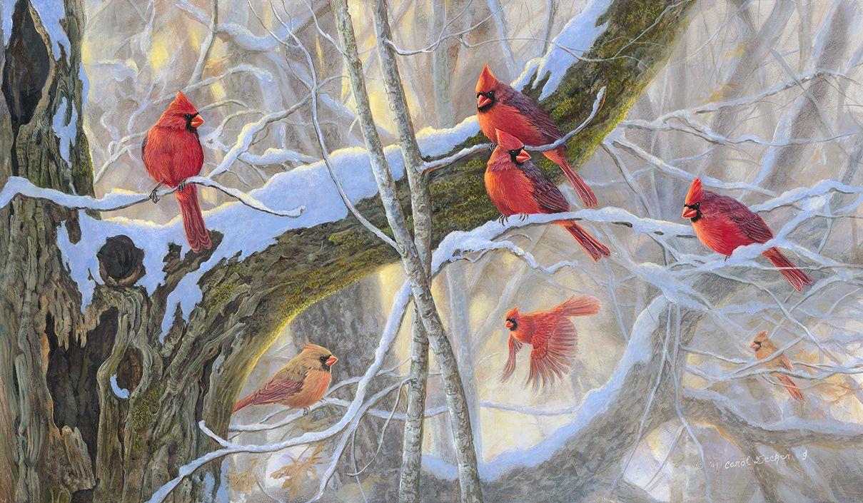 Winter Bird Wallpapers - Top Free Winter Bird Backgrounds - WallpaperAccess