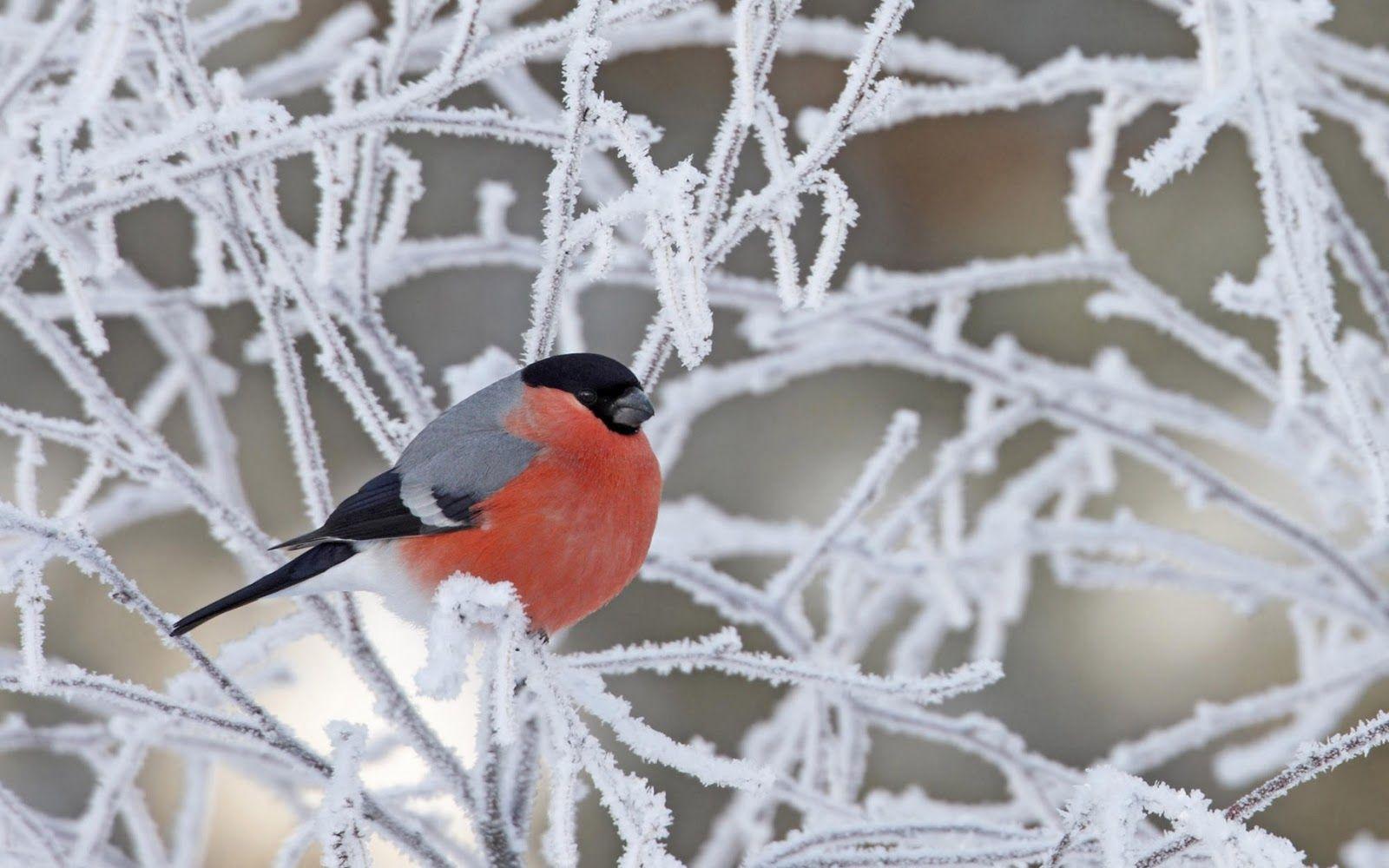 Winter Bird Wallpapers - Top Free Winter Bird Backgrounds - WallpaperAccess
