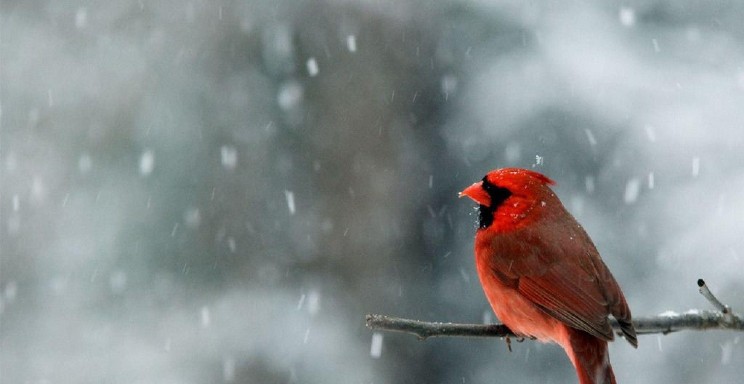 Winter Bird Wallpapers - Top Free Winter Bird Backgrounds - WallpaperAccess
