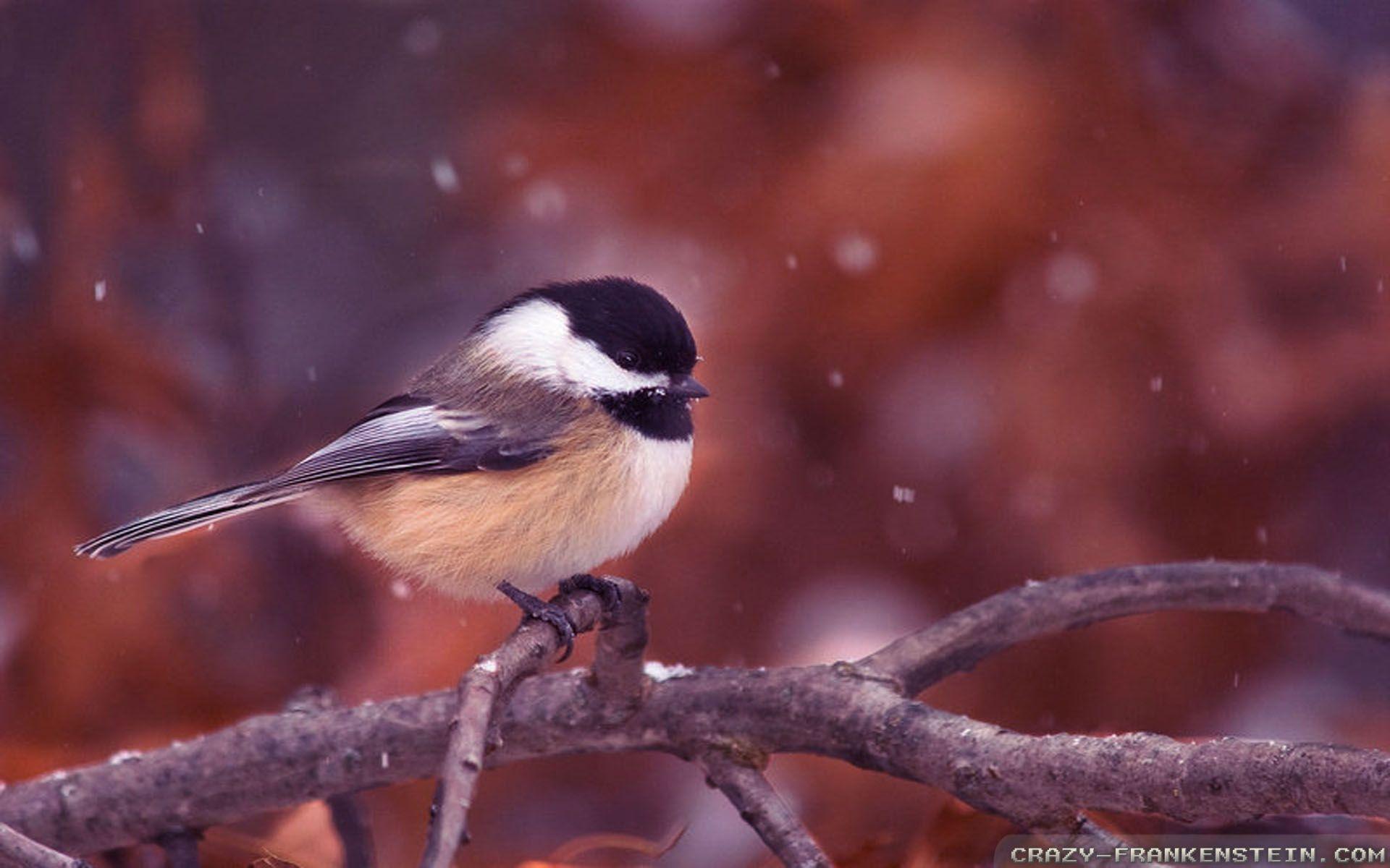 Winter Bird Wallpapers - Top Free Winter Bird Backgrounds - WallpaperAccess