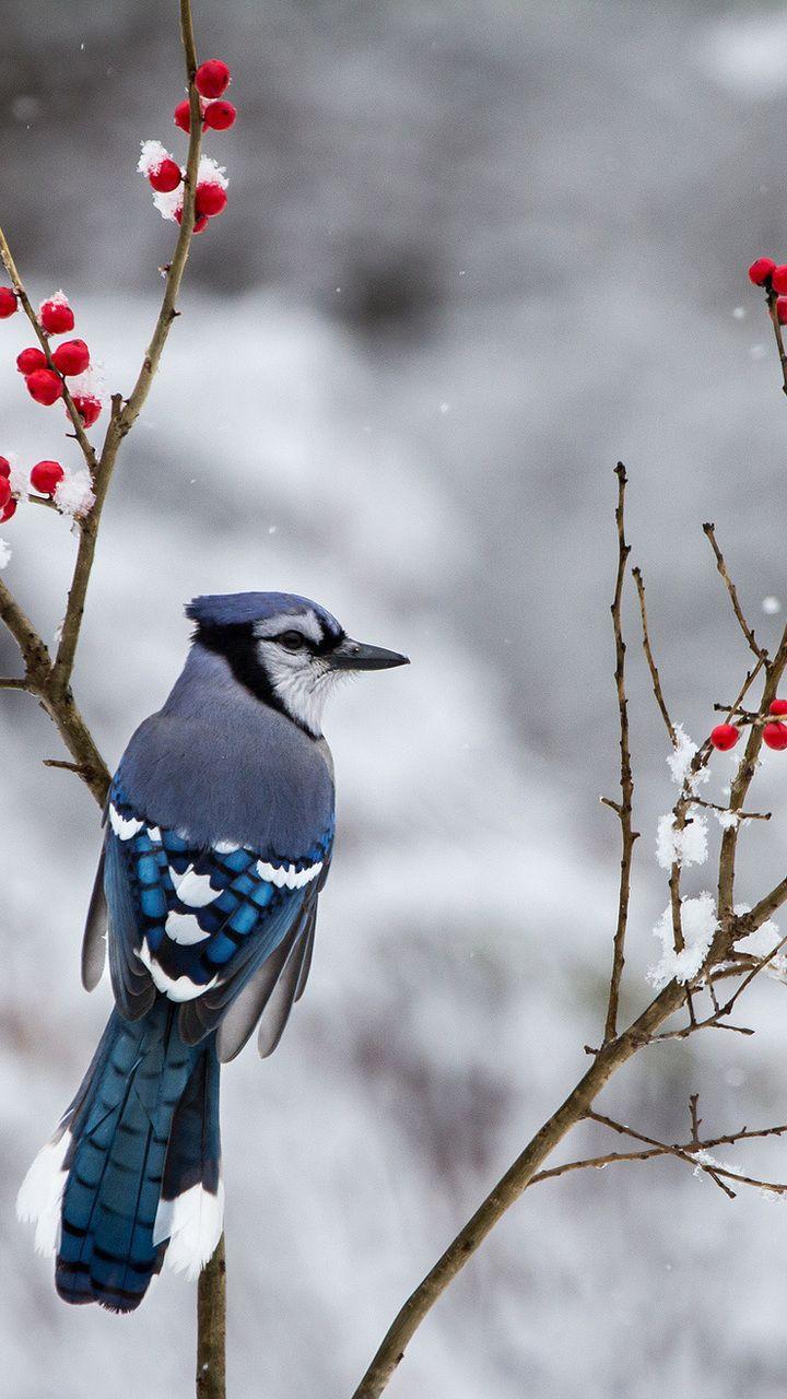 Winter Birds Wallpapers - Top Free Winter Birds Backgrounds ...