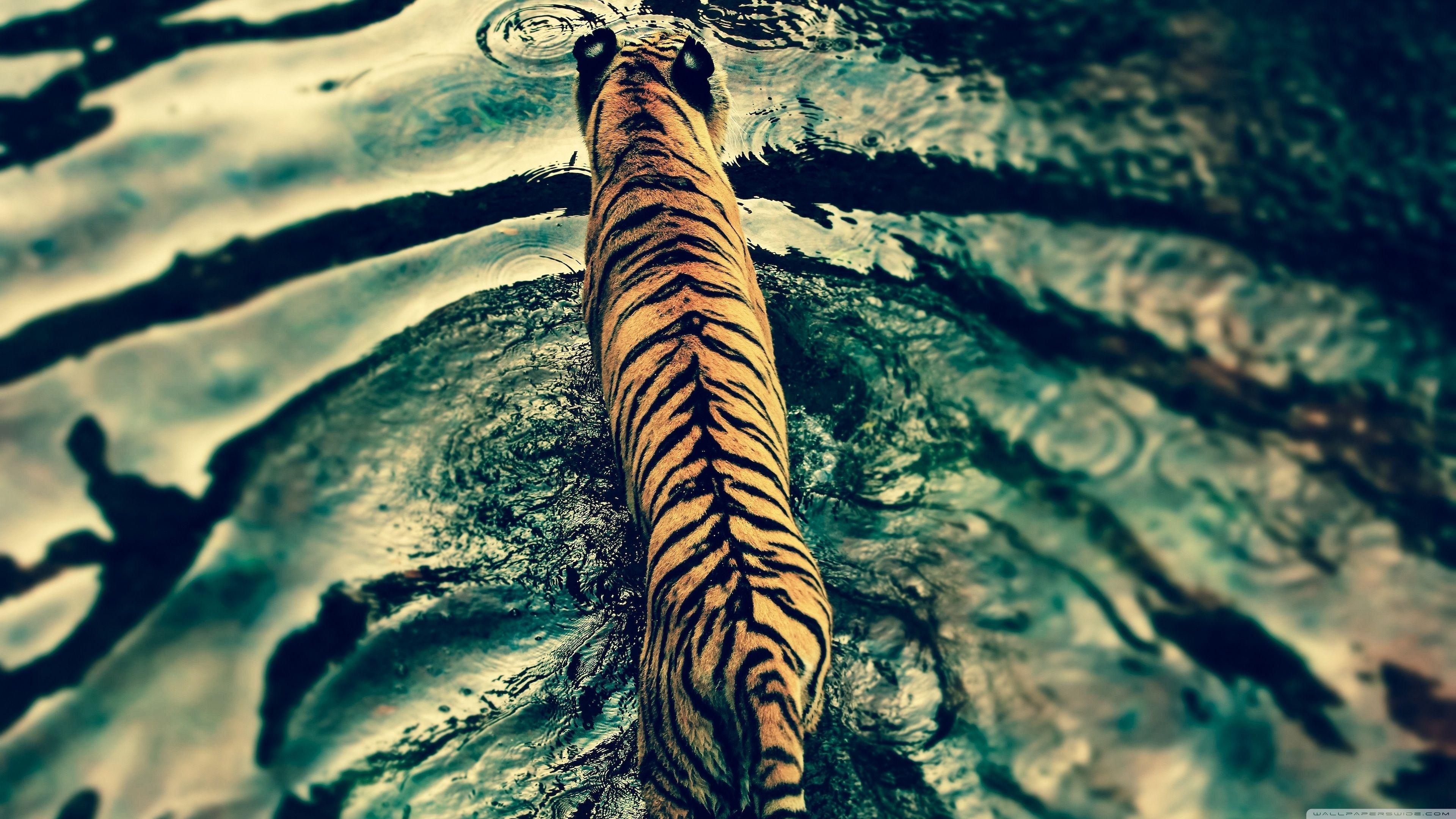 Tiger 4k Wallpapers - Top Free Tiger 4k Backgrounds - WallpaperAccess