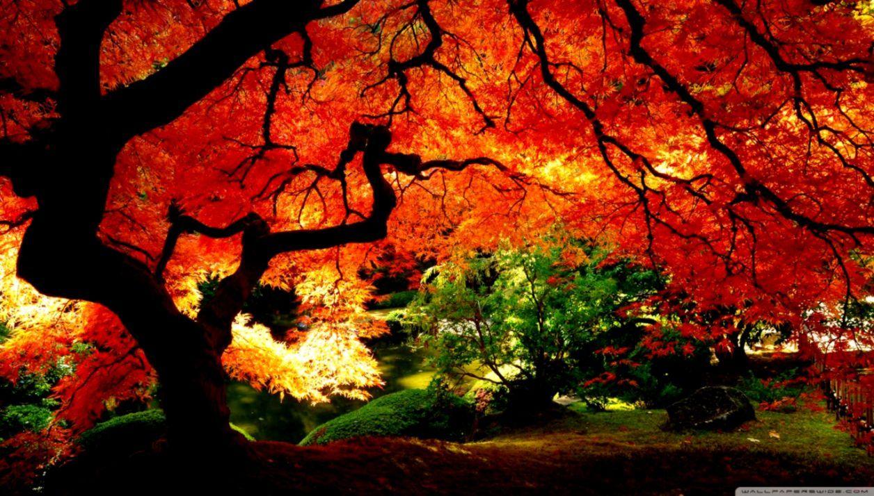 4K Ultra HD Autumn Wallpapers - Top Free 4K Ultra HD Autumn Backgrounds ...