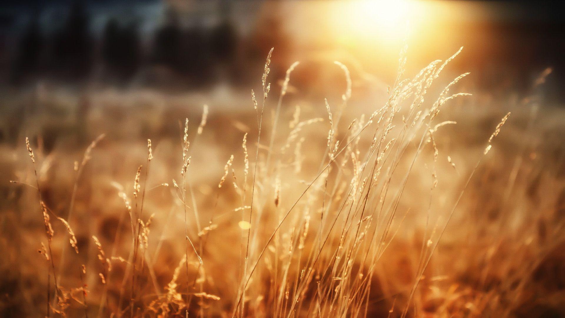 Sunshine HD Wallpapers - Top Free Sunshine HD Backgrounds - WallpaperAccess