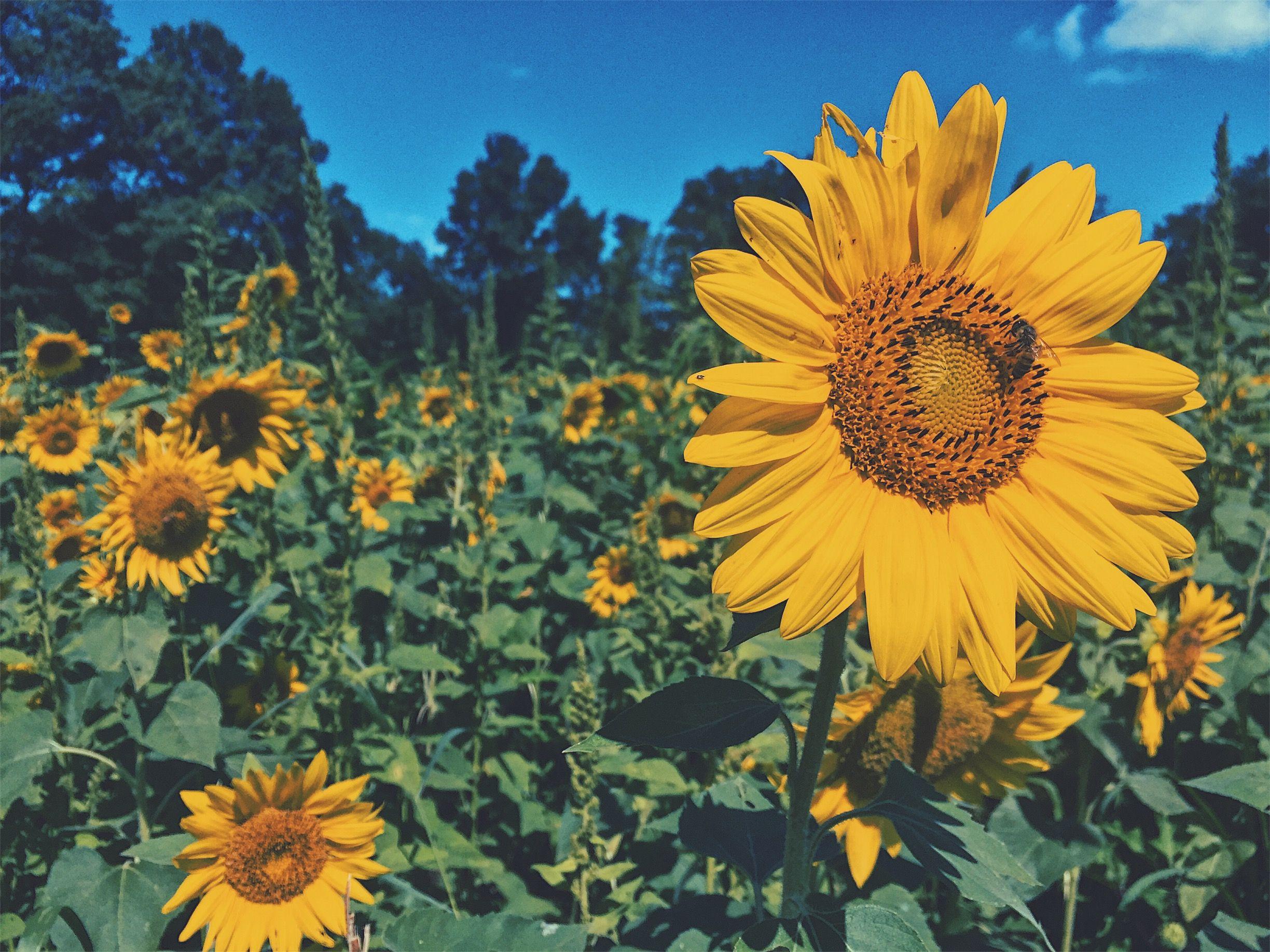 VSCO Sunflower Wallpapers - Top Free VSCO Sunflower Backgrounds ...