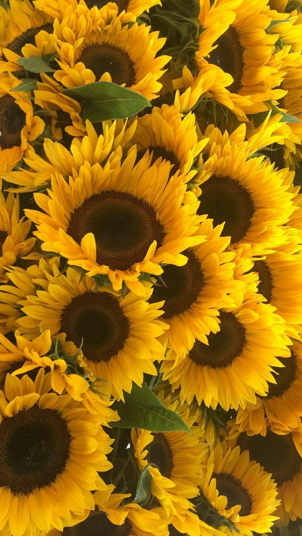 VSCO Sunflower Wallpapers - Top Free VSCO Sunflower Backgrounds ...