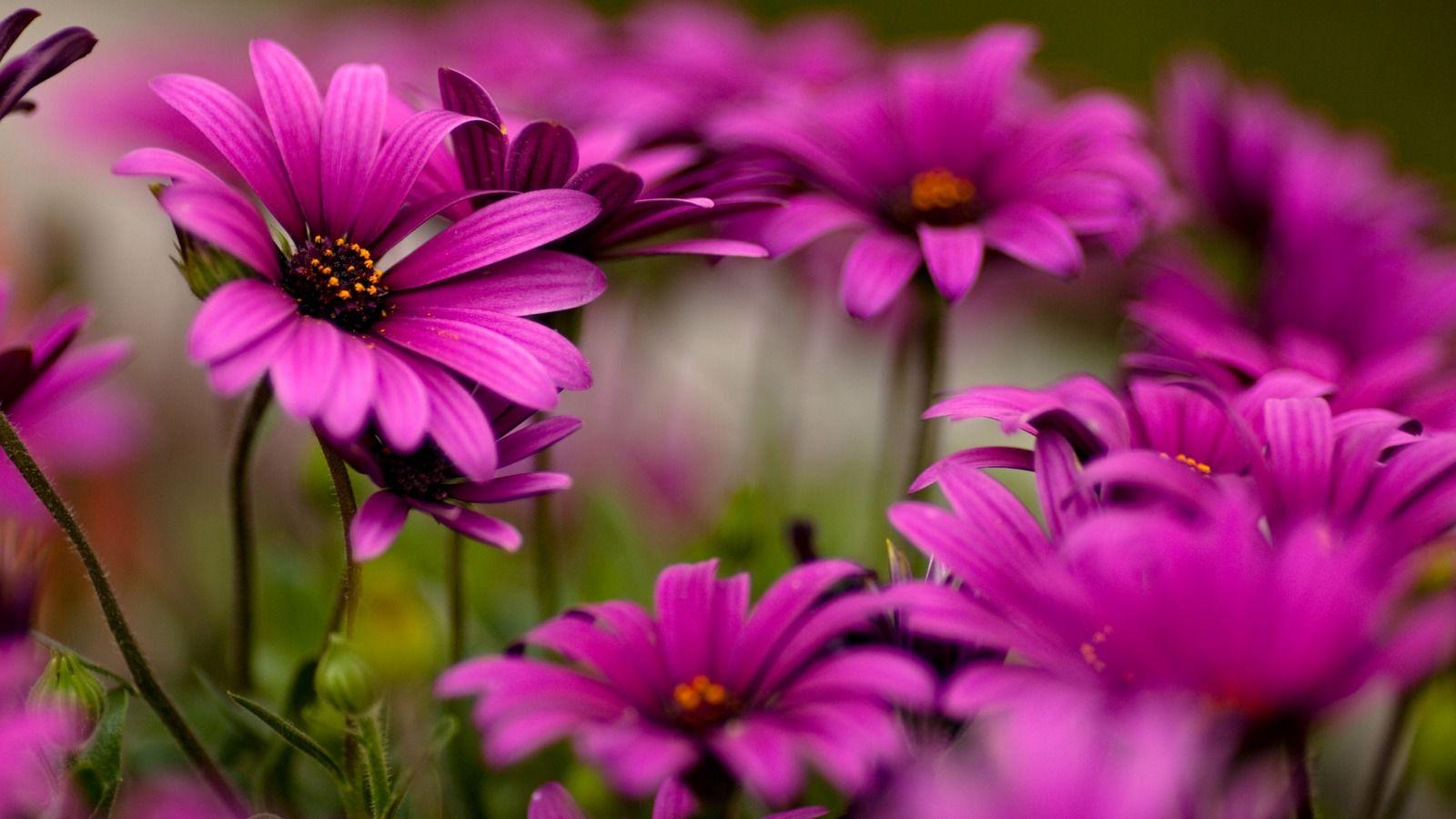 Flowers Desktop Wallpapers - Top Free Flowers Desktop Backgrounds ...