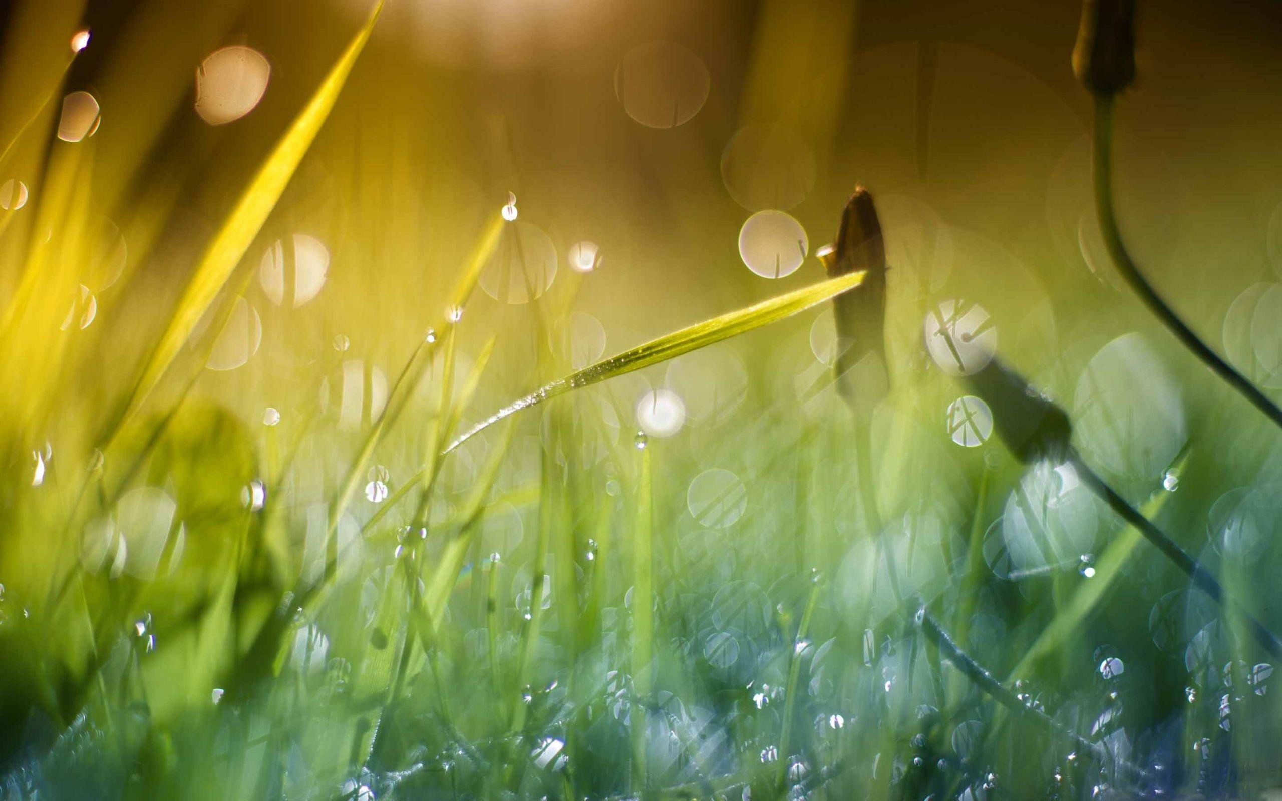 Morning Sunshine Wallpapers - Top Free Morning Sunshine Backgrounds ...