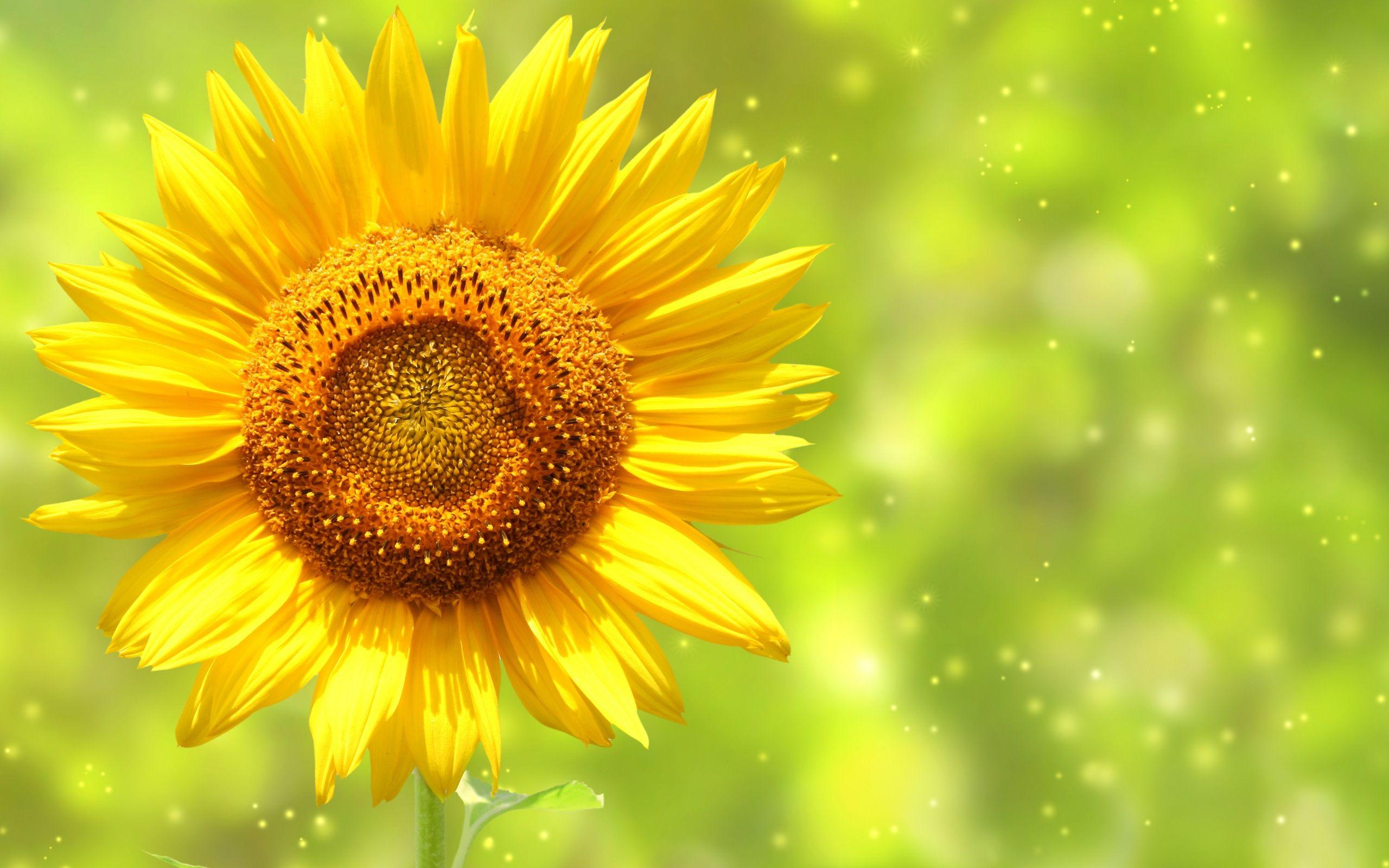 Cute Sunflower Wallpapers - Top Free Cute Sunflower Backgrounds ...