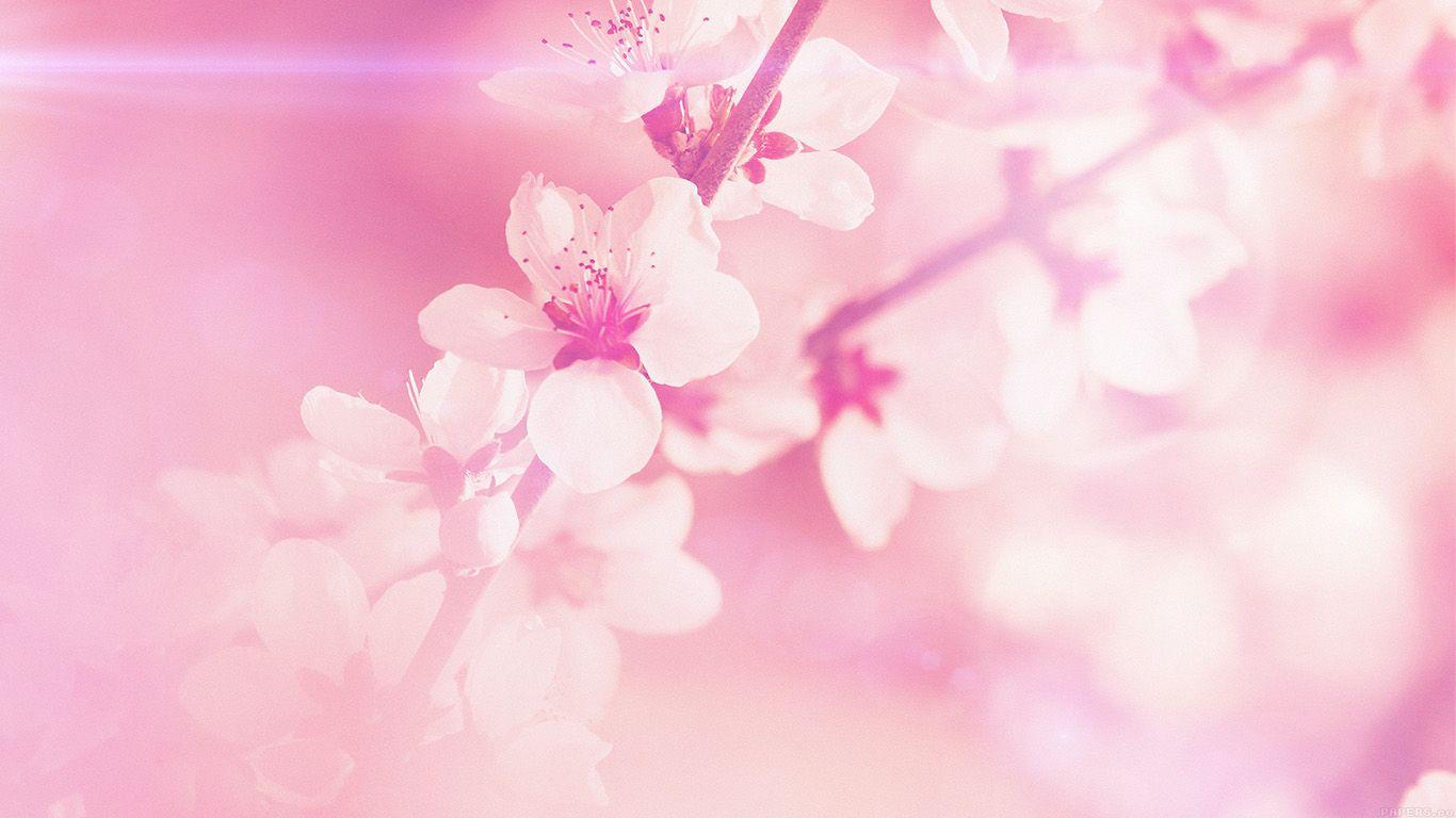 Pink Cherry Blossom Desktop Wallpapers - Top Free Pink Cherry Blossom ...