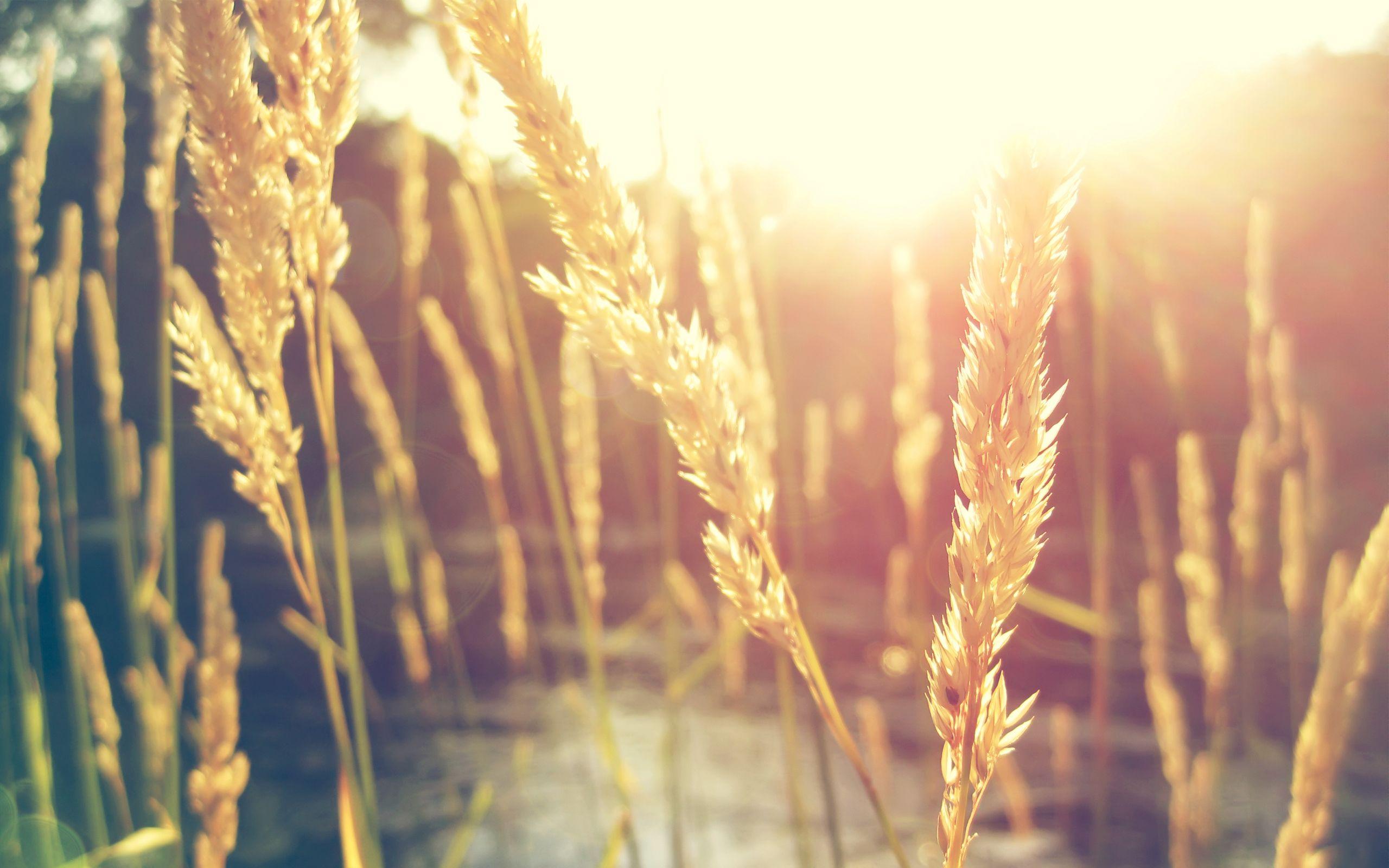 Sunshine Desktop Wallpapers - Top Free Sunshine Desktop Backgrounds ...