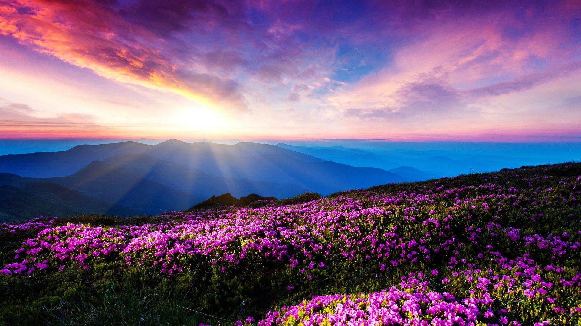 Sunshine Desktop Wallpapers - Top Free Sunshine Desktop Backgrounds ...