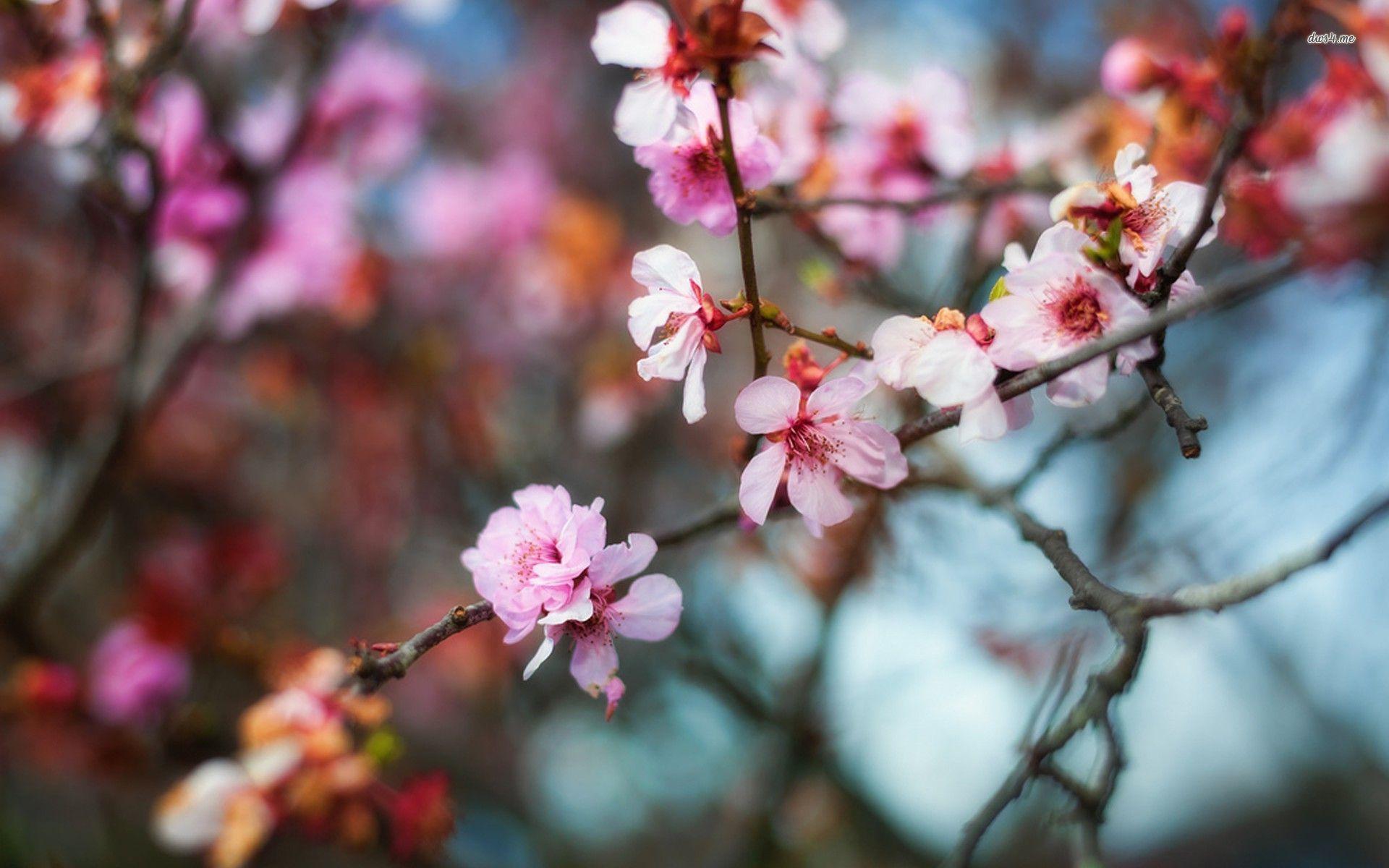 Pink Cherry Blossom Desktop Wallpapers - Top Free Pink Cherry Blossom ...