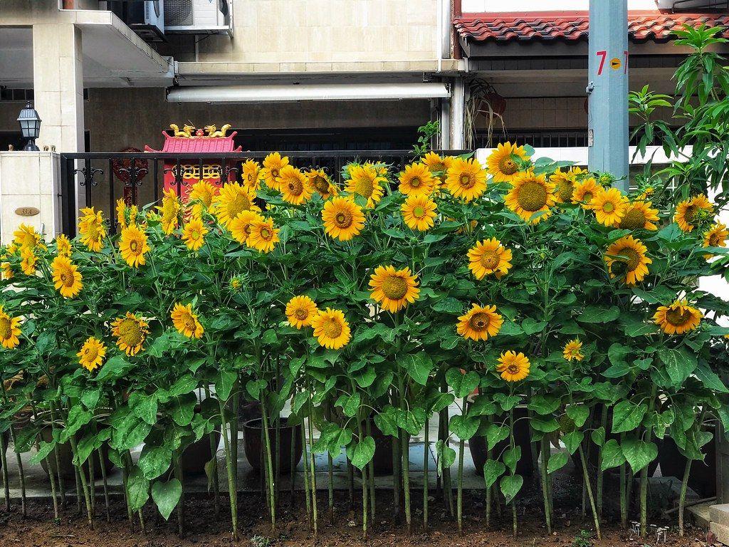 VSCO Sunflower Wallpapers - Top Free VSCO Sunflower Backgrounds ...