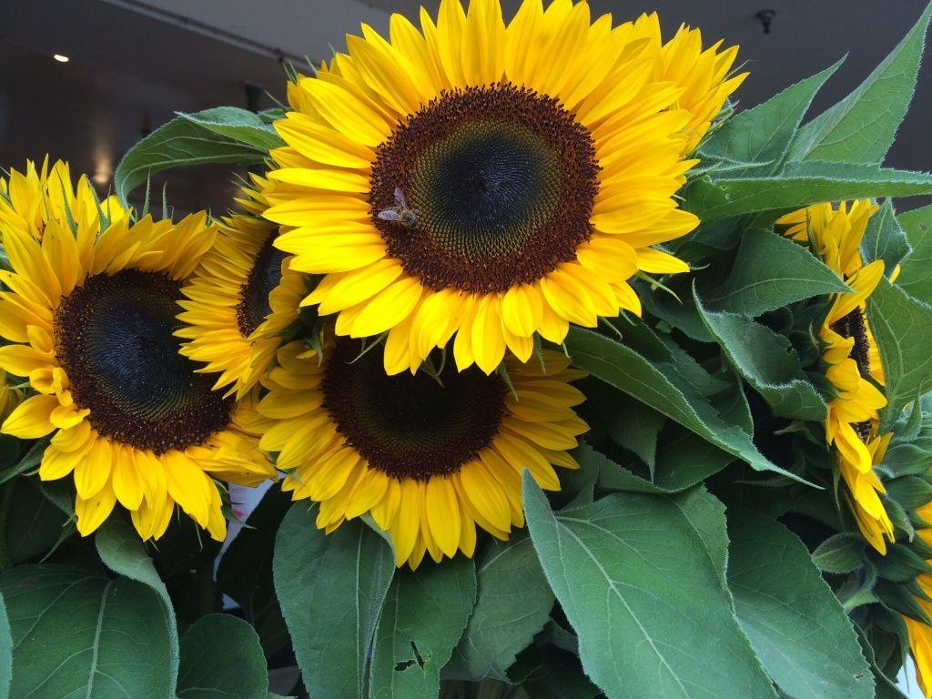 VSCO Sunflower Wallpapers - Top Free VSCO Sunflower Backgrounds ...