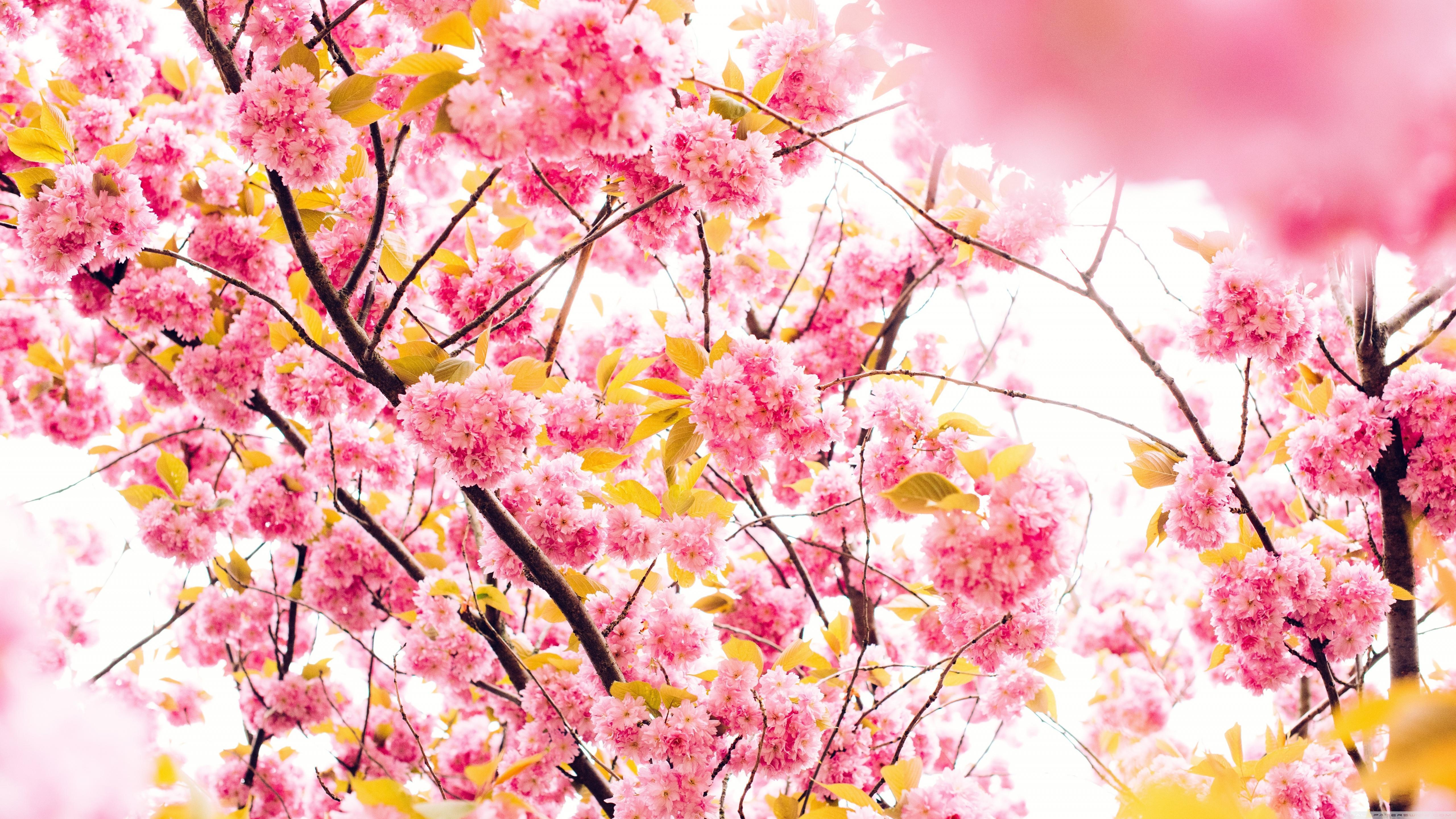 Japanese Cherry Blossom Desktop Wallpapers - Top Free Japanese Cherry ...