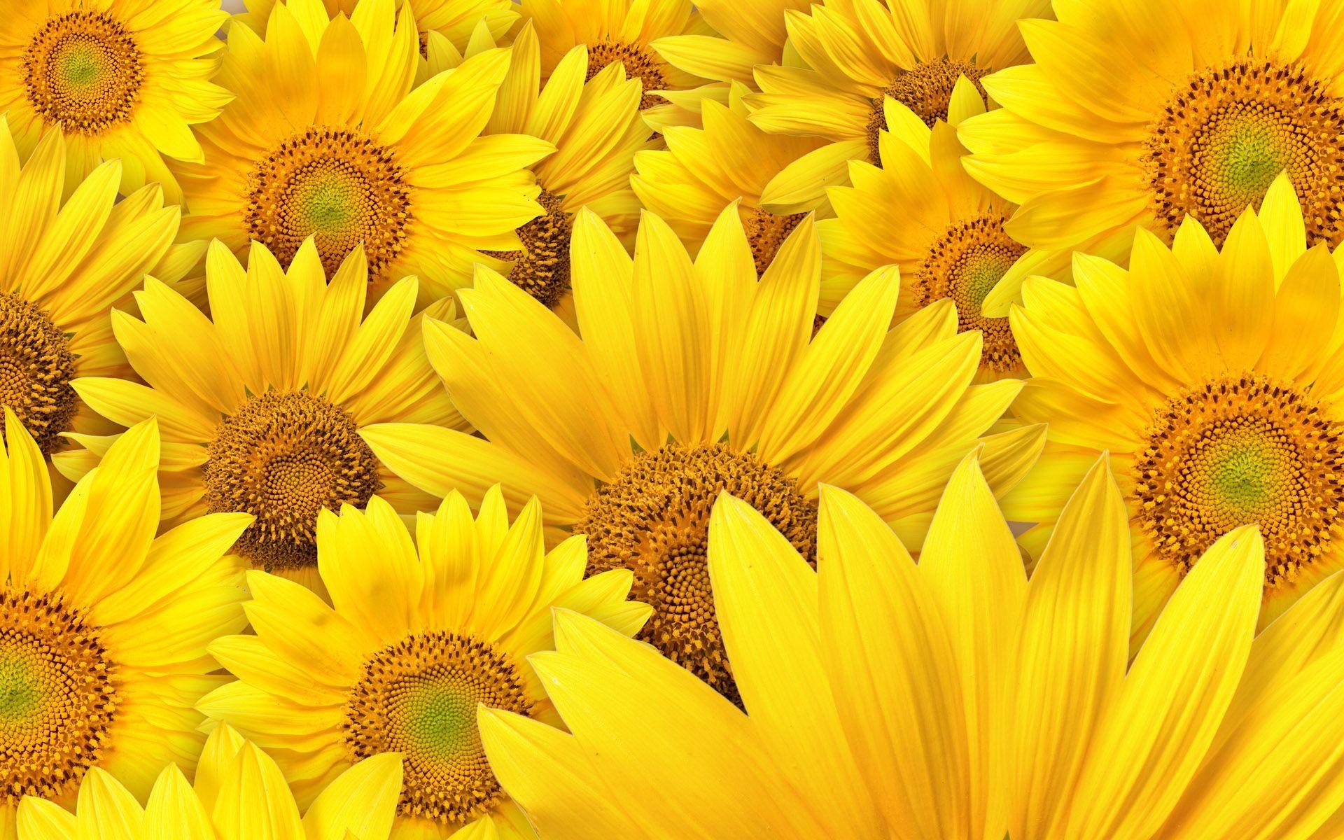 Cartoon Sunflower Wallpapers - Top Free Cartoon Sunflower Backgrounds ...