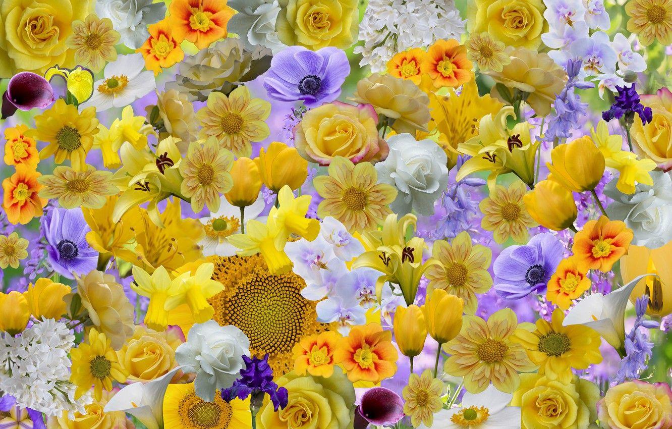 Flower Collage Wallpapers - Top Free Flower Collage Backgrounds ...