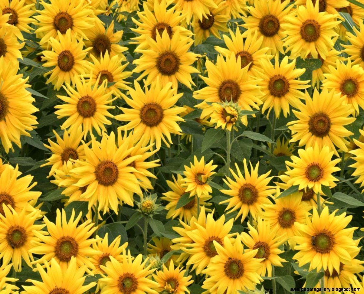 Tropical Flowers Tumblr Wallpapers - Top Free Tropical Flowers Tumblr ...