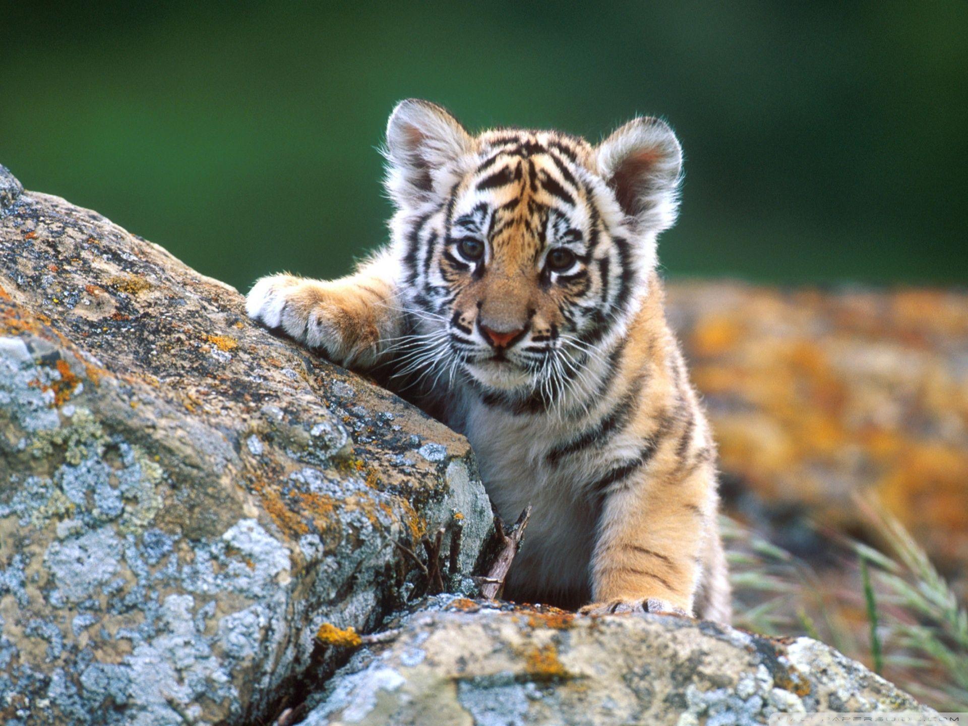 Tiger Desktop Wallpapers - Top Free Tiger Desktop Backgrounds ...
