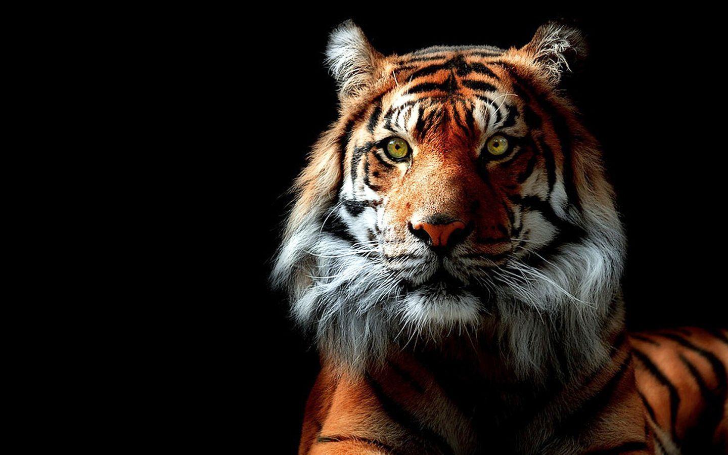 Awesome Tiger Wallpapers - Top Free Awesome Tiger Backgrounds ...