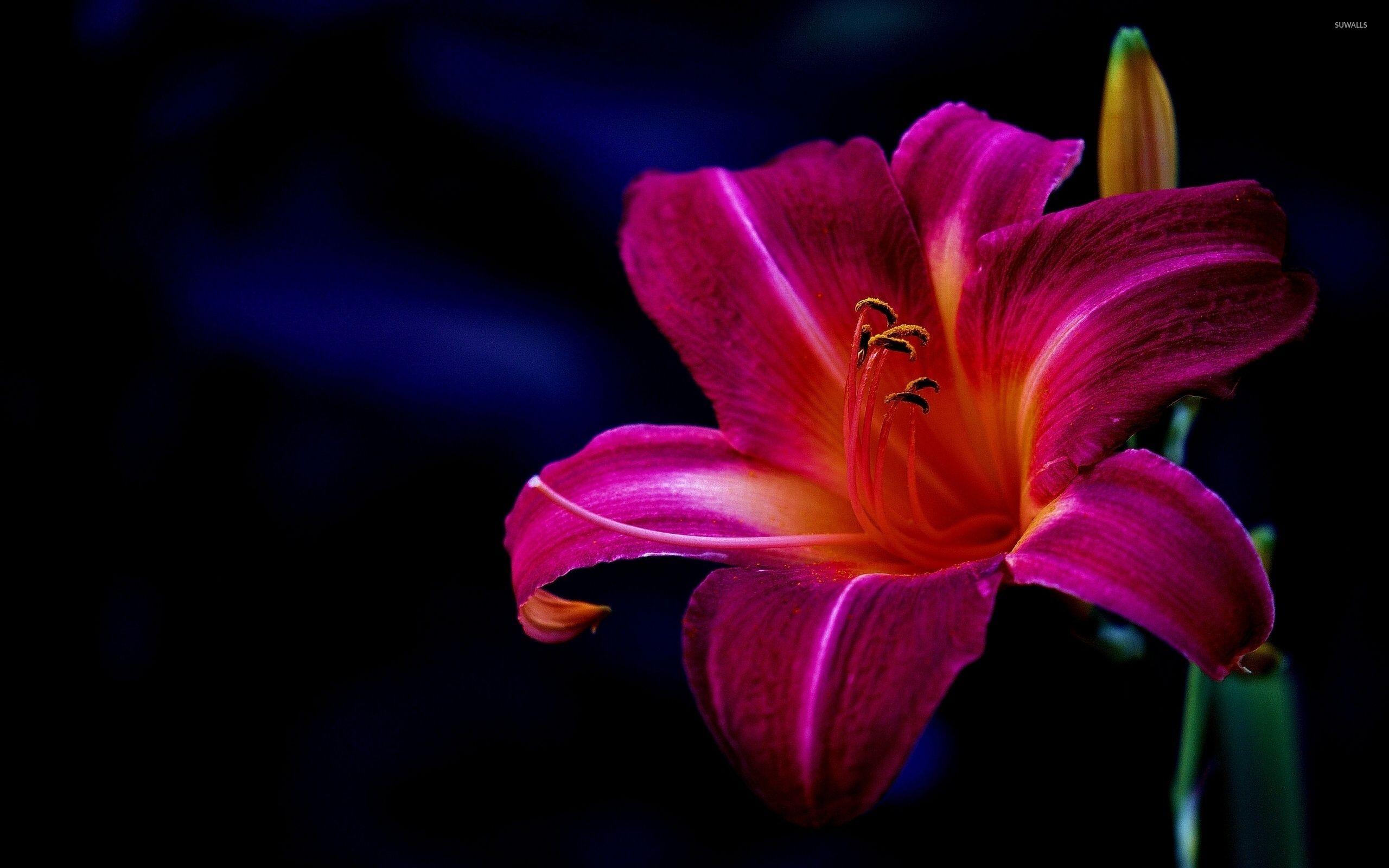 Lilies Flowers Wallpapers - Top Free Lilies Flowers Backgrounds ...