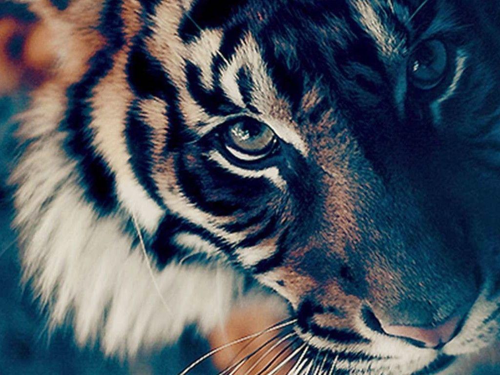 Tiger Desktop Wallpapers - Top Free Tiger Desktop Backgrounds ...