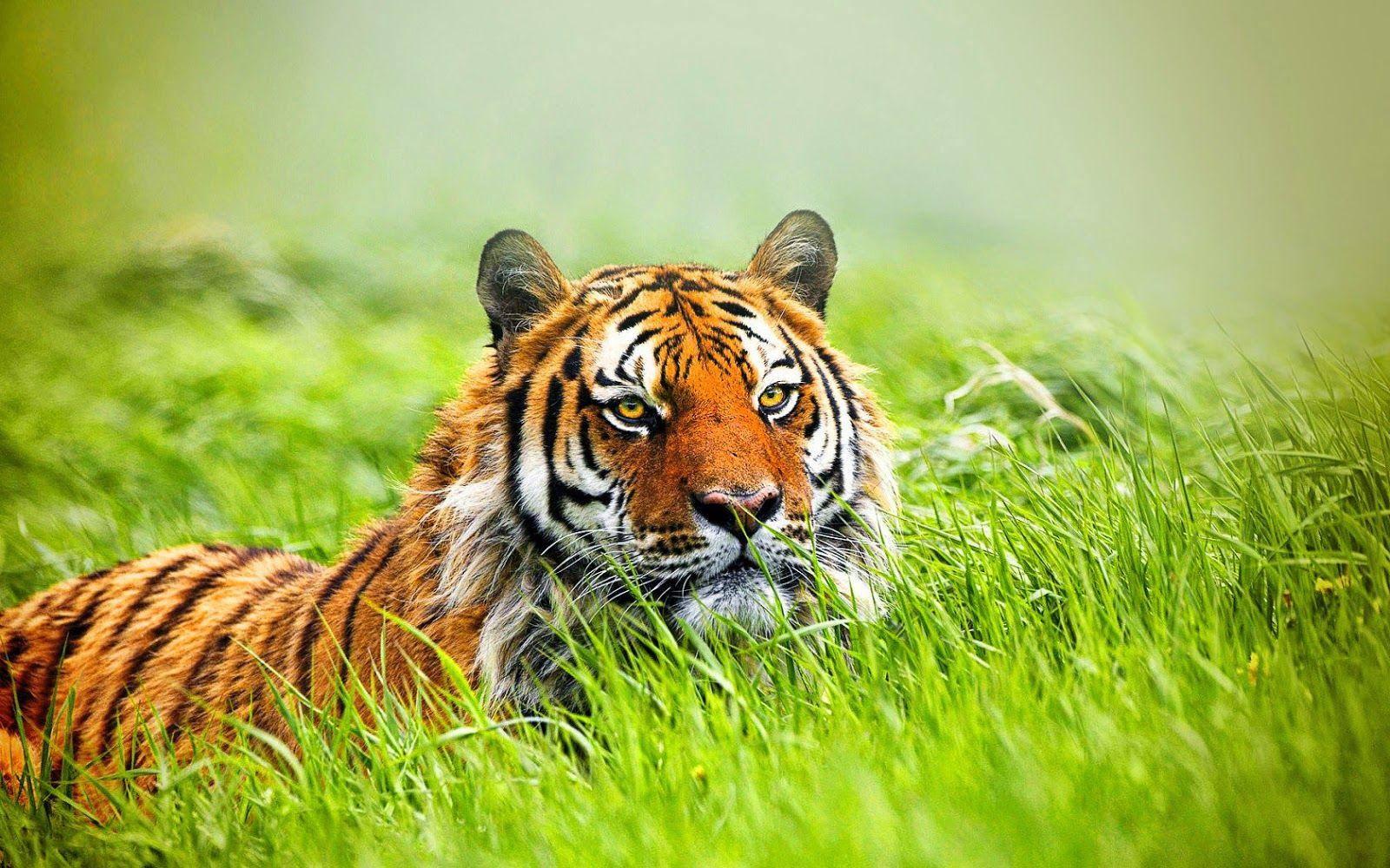Tiger Desktop Wallpapers - Top Free Tiger Desktop Backgrounds ...