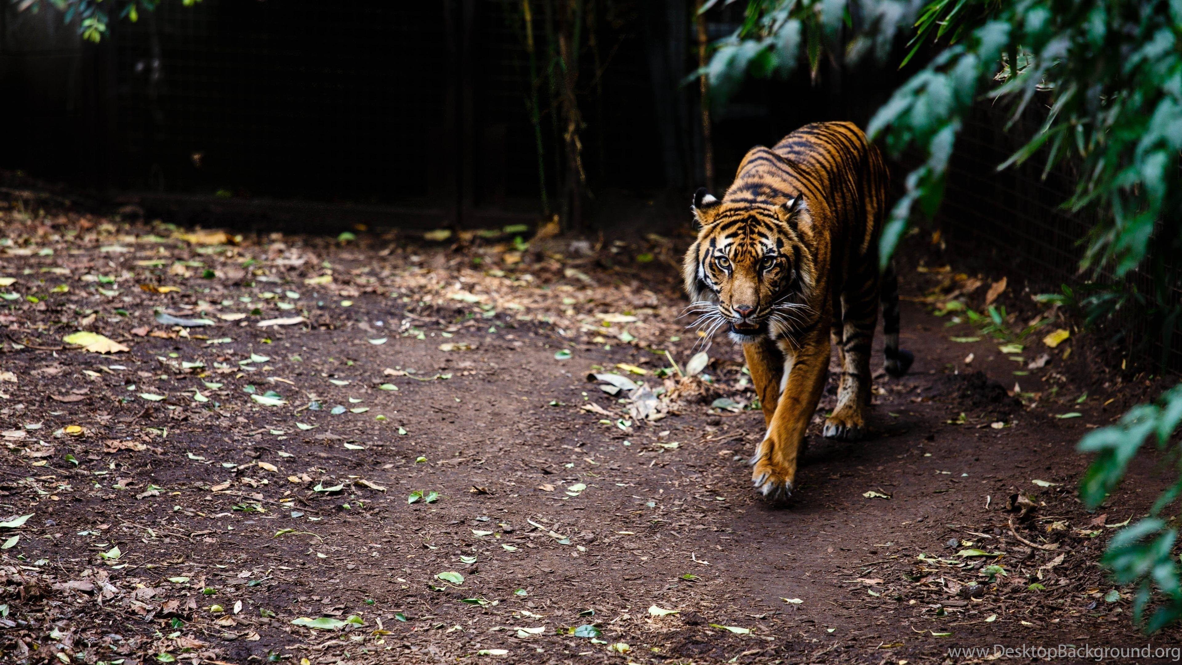 Awesome Tiger Wallpapers - Top Free Awesome Tiger Backgrounds ...