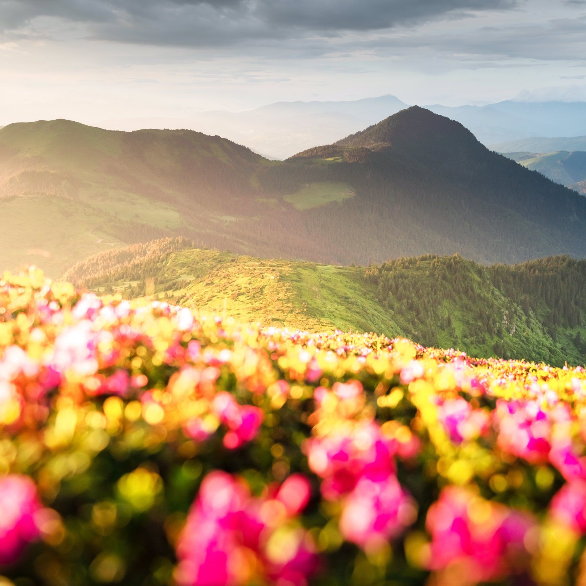 July Nature Wallpapers - Top Free July Nature Backgrounds - WallpaperAccess