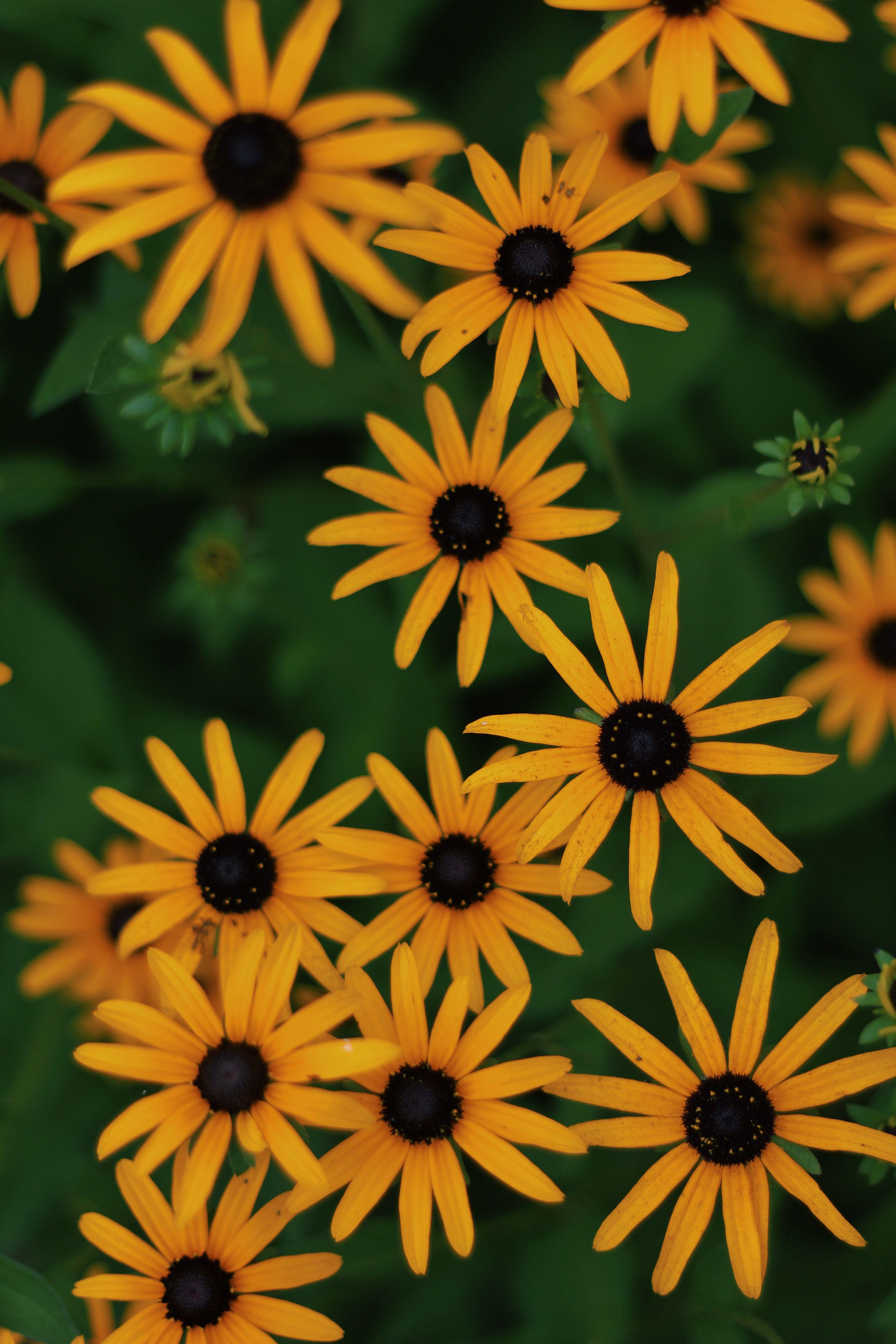 Summer Floral iPhone Wallpapers - Top Free Summer Floral iPhone ...