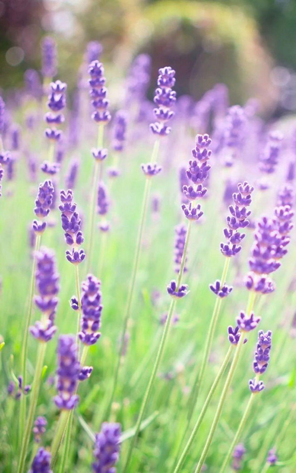 Lavender iPhone Wallpapers - Top Free Lavender iPhone Backgrounds ...