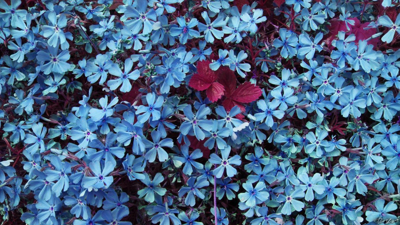Blue Floral Desktop Wallpapers - Top Free Blue Floral Desktop ...