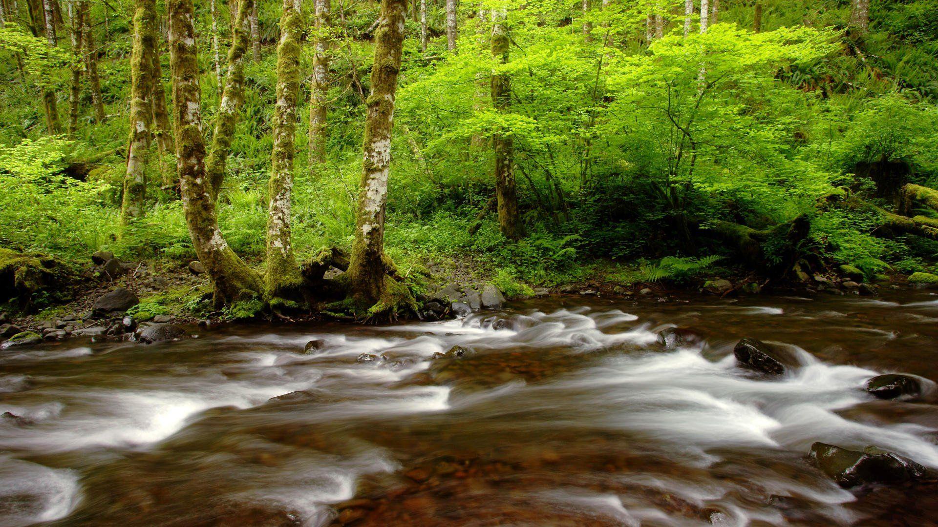 Creek Wallpapers - Top Free Creek Backgrounds - WallpaperAccess