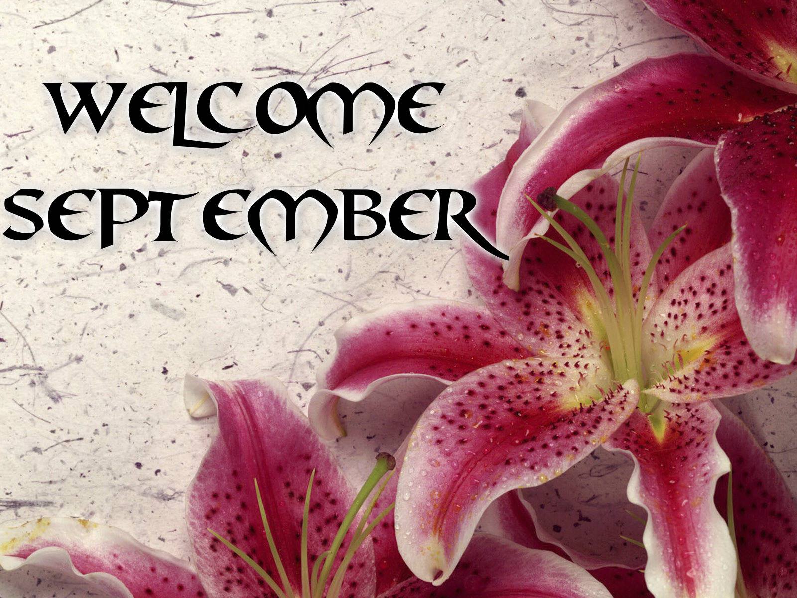 September Flower Wallpapers - Top Free September Flower Backgrounds ...