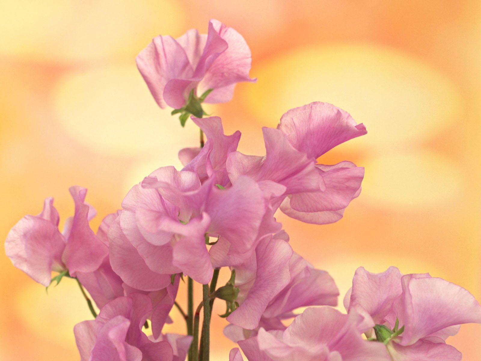 September Flower Wallpapers - Top Free September Flower Backgrounds ...