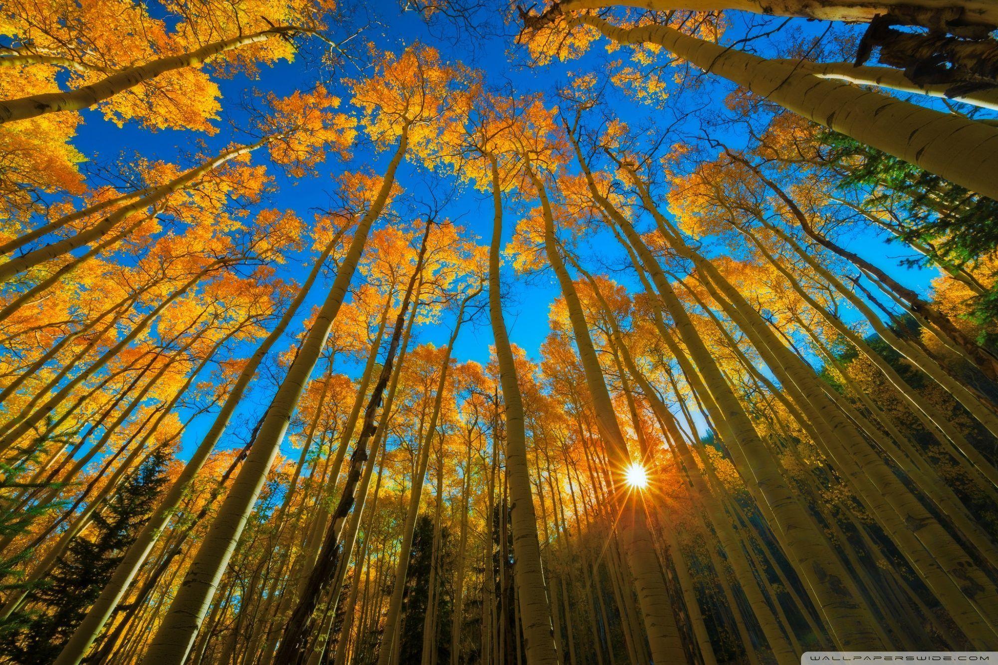 Early Fall Wallpapers - Top Free Early Fall Backgrounds - WallpaperAccess