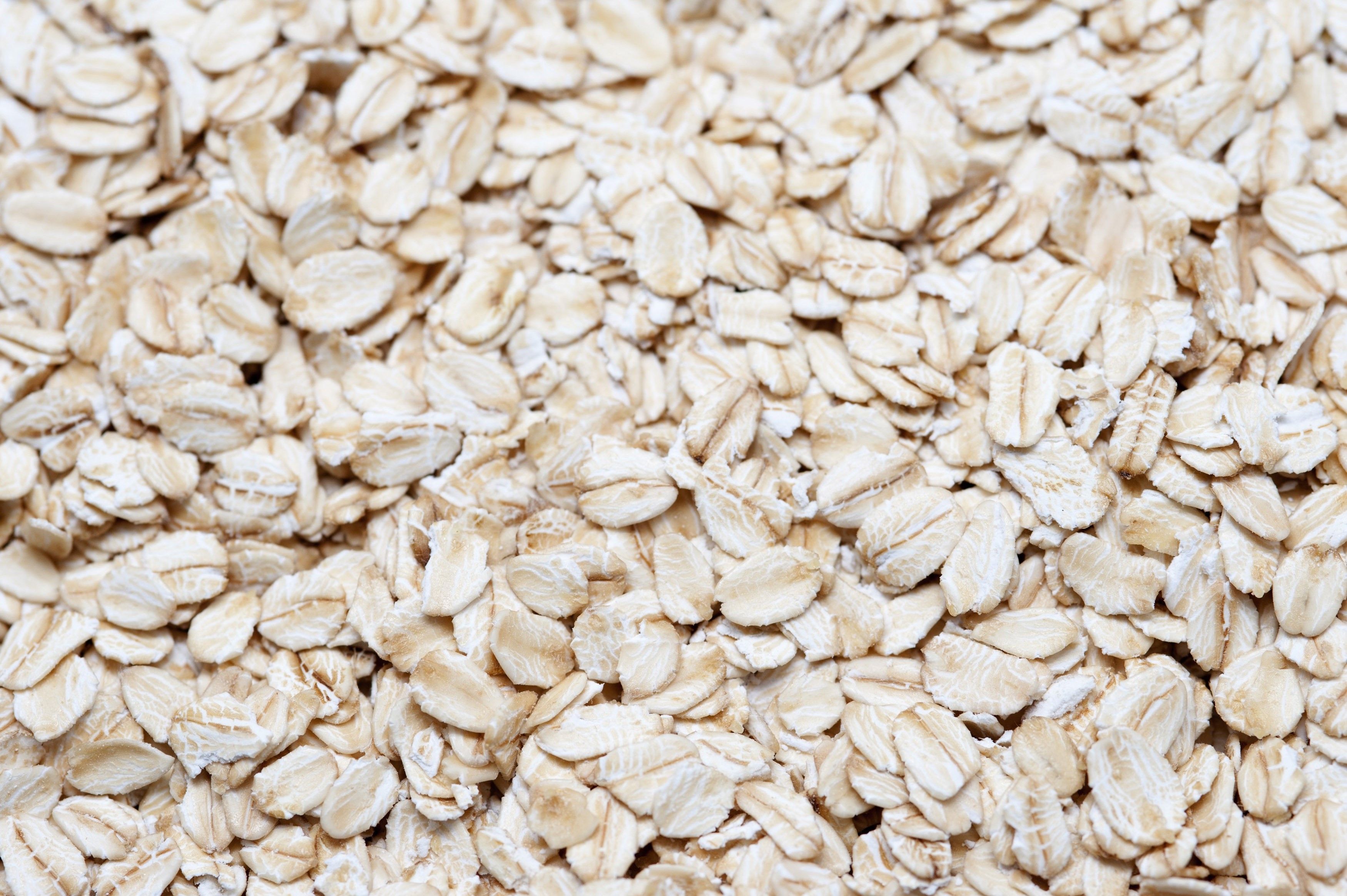 Oatmeal Wallpapers - Top Free Oatmeal Backgrounds - WallpaperAccess