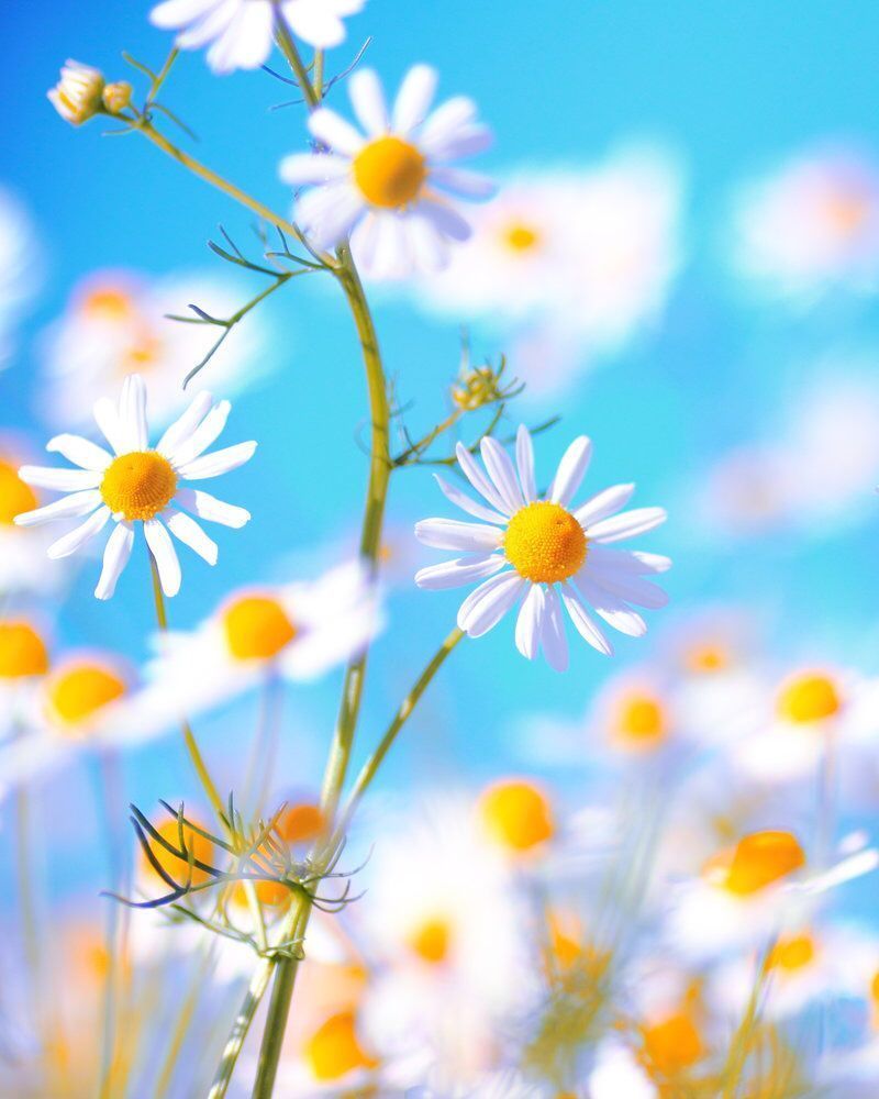 Sunny Weather Wallpapers - Top Free Sunny Weather Backgrounds ...