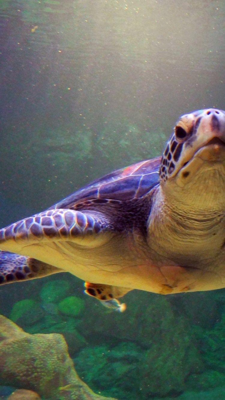 Turtle iPhone Wallpapers - Top Free Turtle iPhone Backgrounds ...