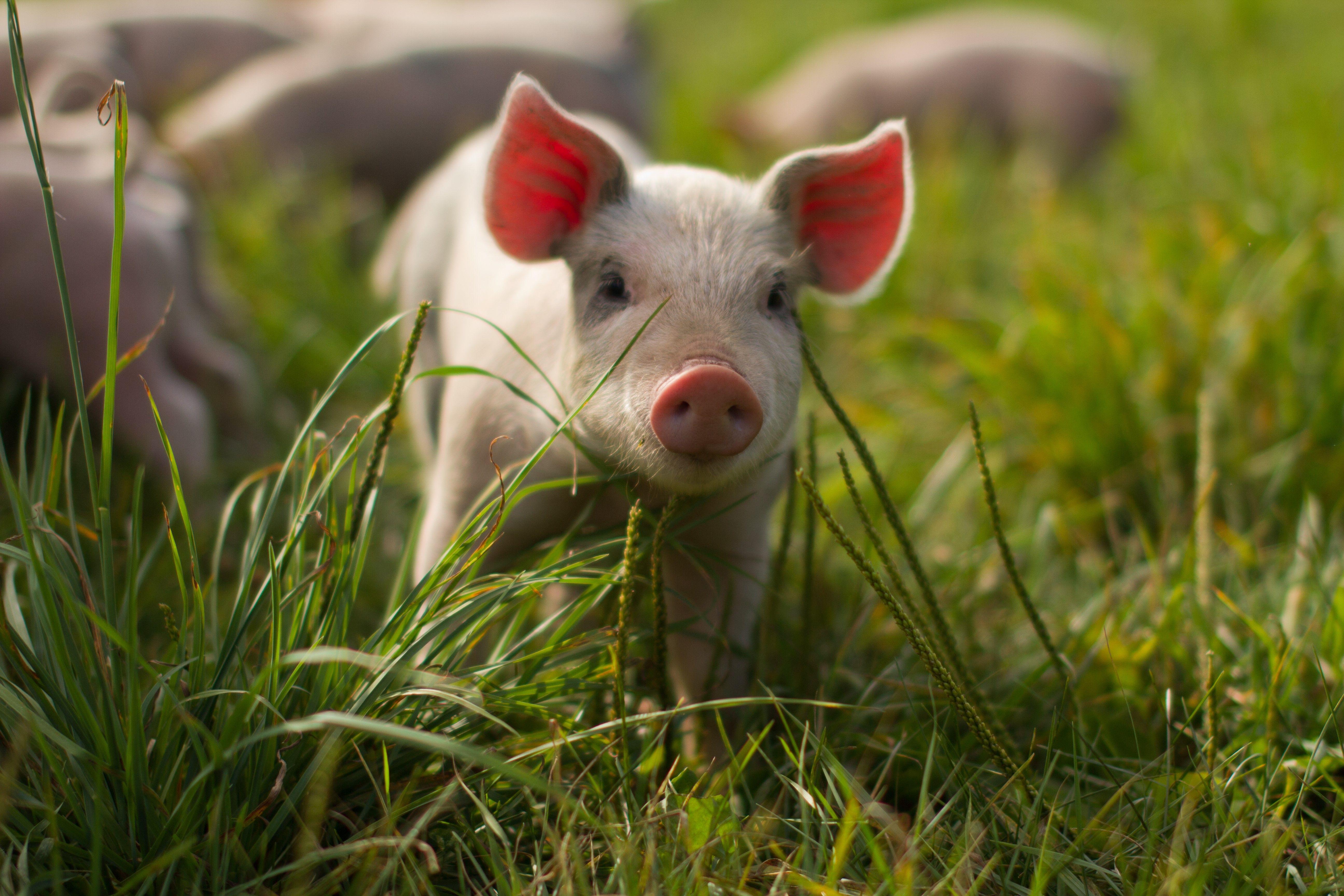 Baby Pig Wallpapers - Top Free Baby Pig Backgrounds - WallpaperAccess