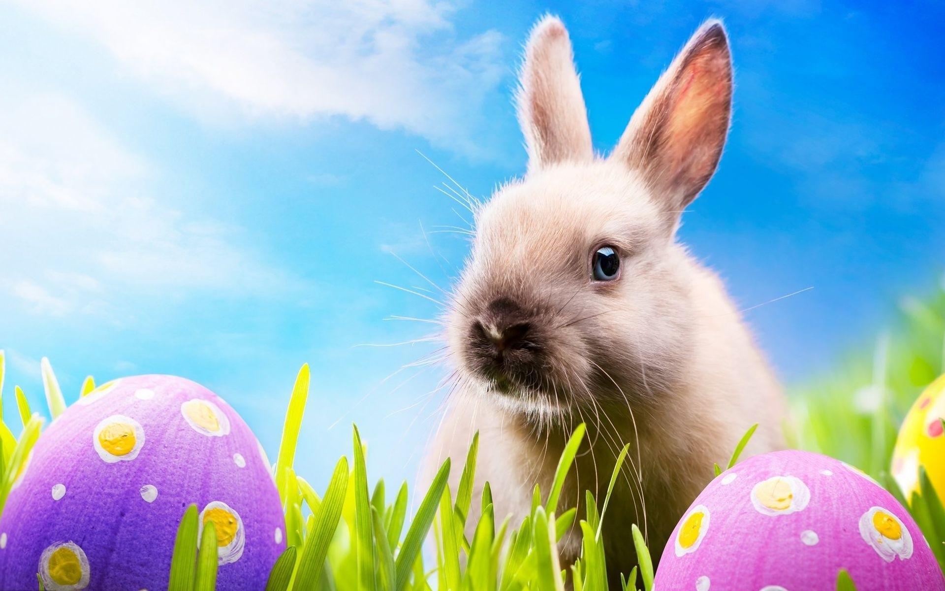 Baby Easter Bunny Wallpapers - Top Free Baby Easter Bunny Backgrounds ...