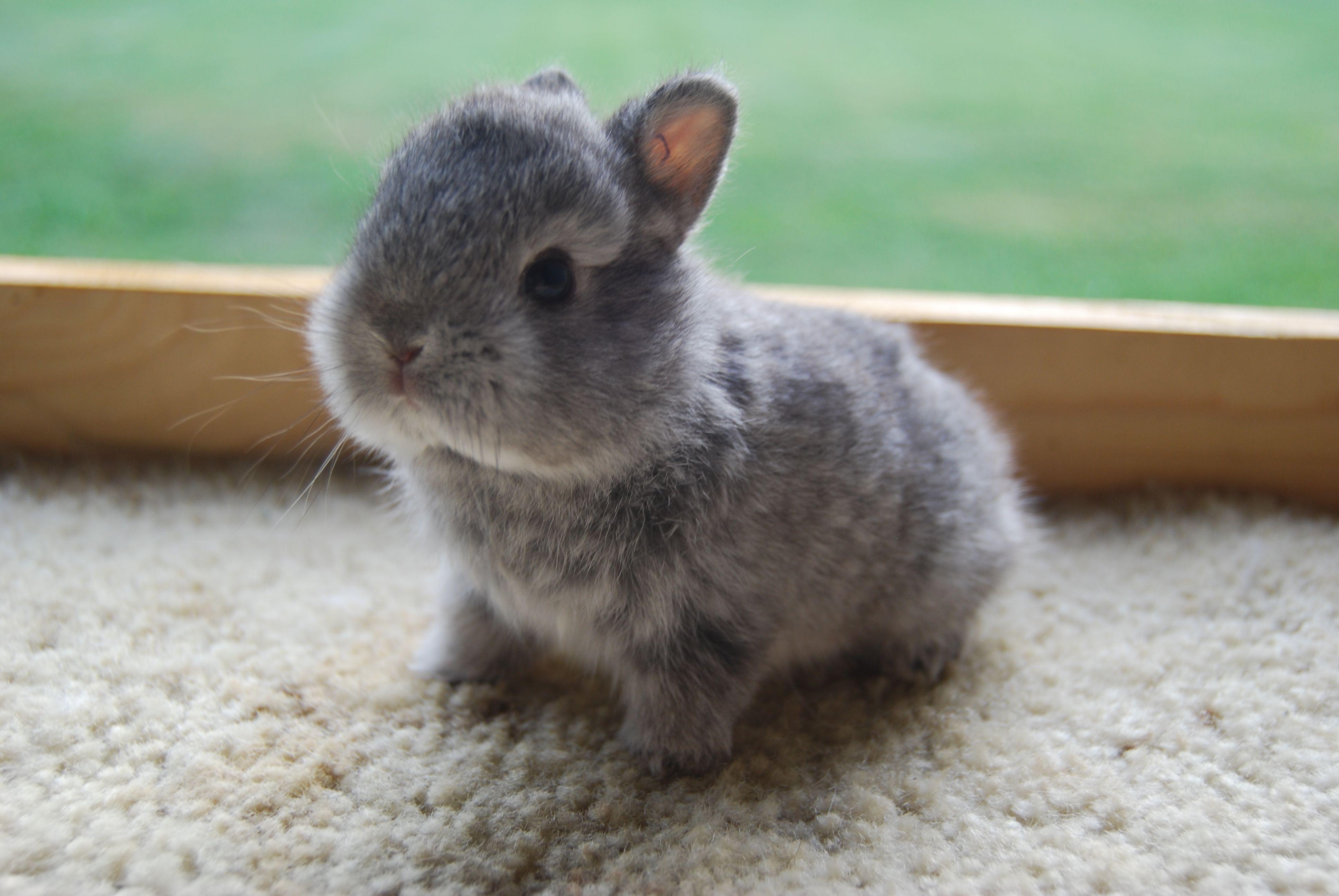 Baby Rabbit Wallpapers - Top Free Baby Rabbit Backgrounds - WallpaperAccess