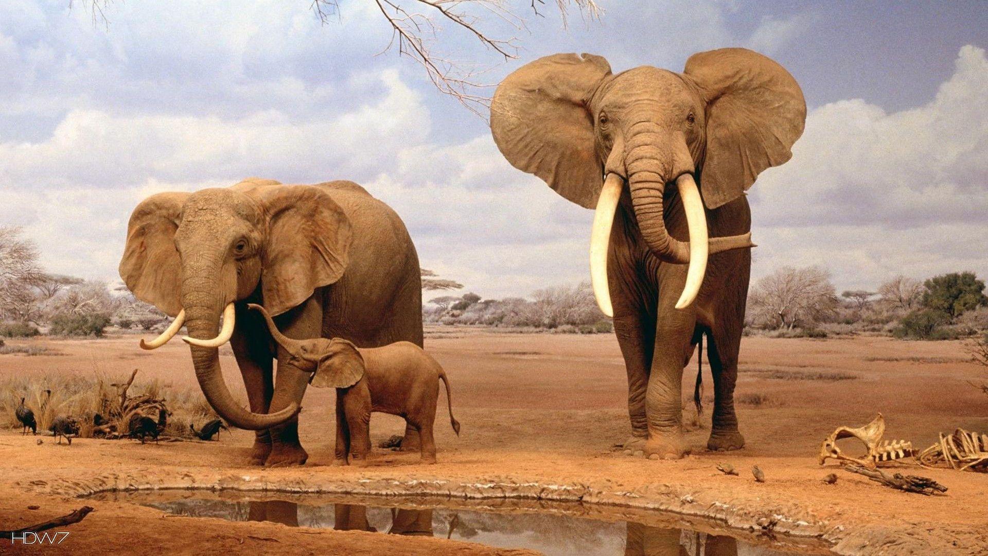 Baby Elephant Wallpapers - Top Free Baby Elephant Backgrounds ...