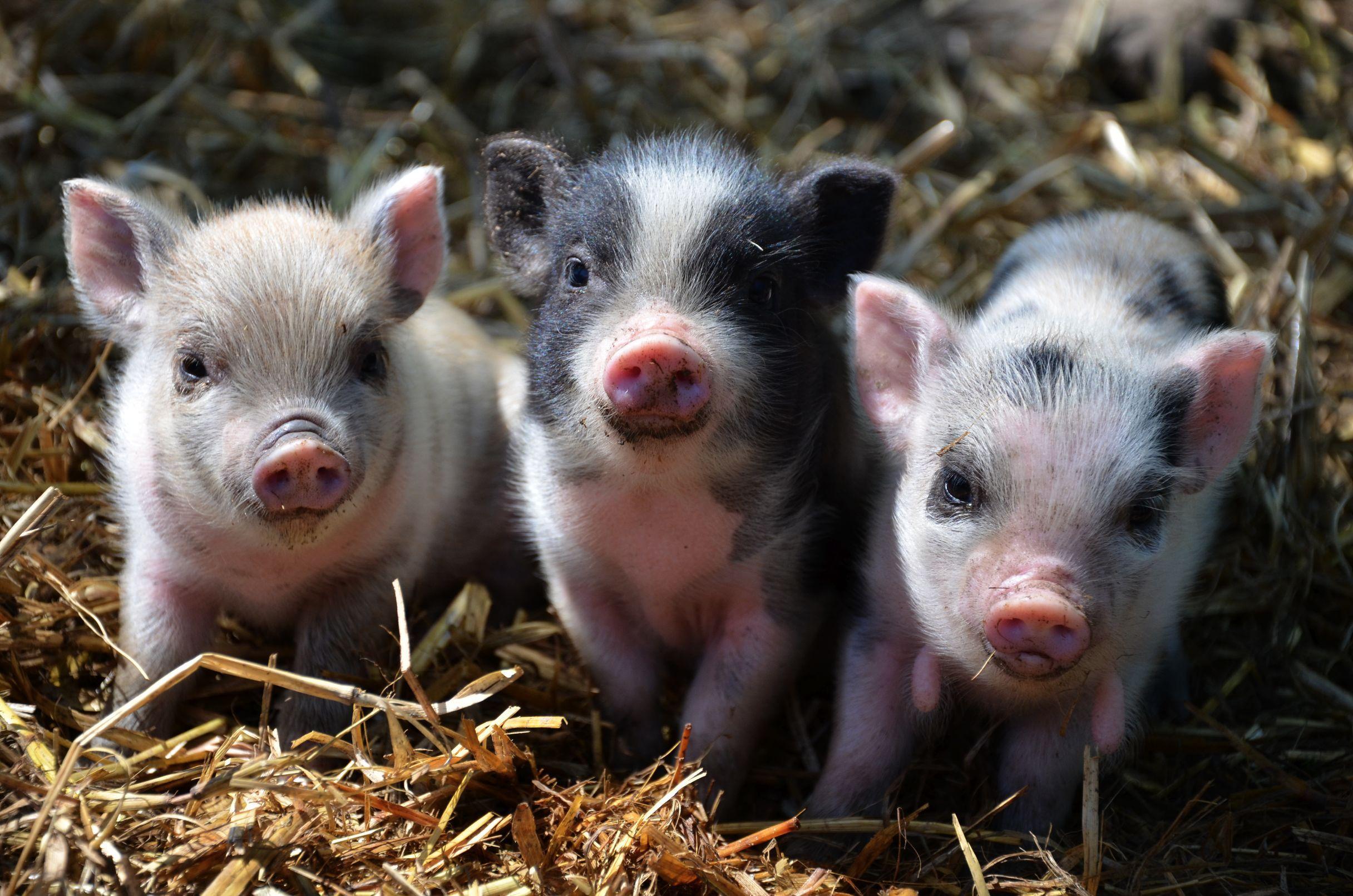 Baby Pig Wallpapers - Top Free Baby Pig Backgrounds - WallpaperAccess