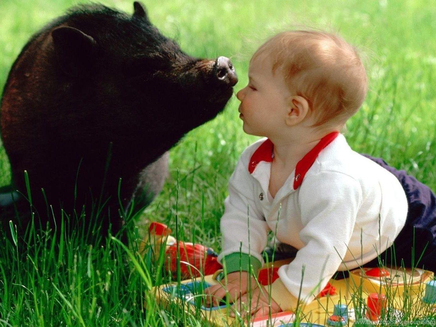 Baby Pig Wallpapers - Top Free Baby Pig Backgrounds - WallpaperAccess