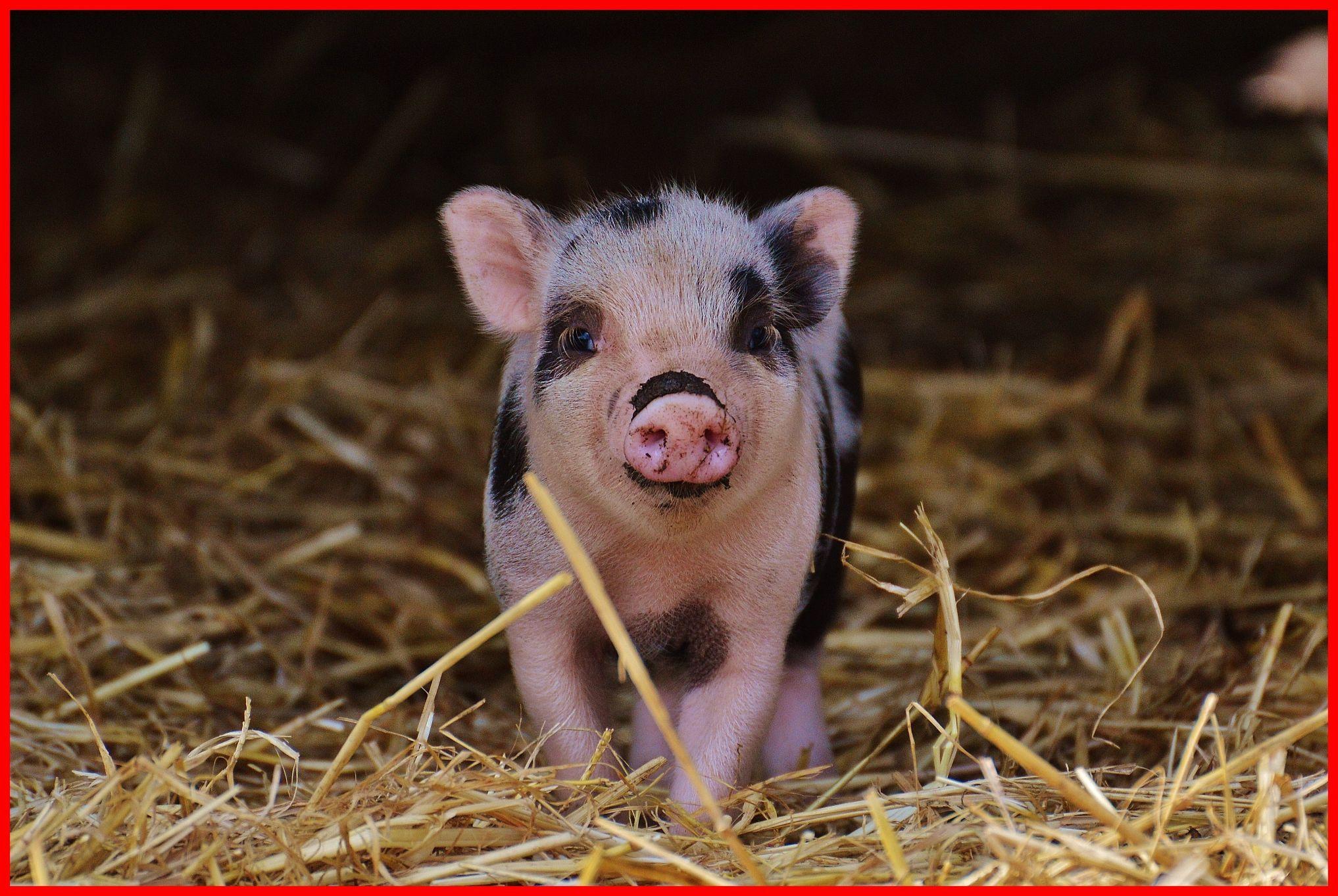 Baby Pig Wallpapers - Top Free Baby Pig Backgrounds - WallpaperAccess