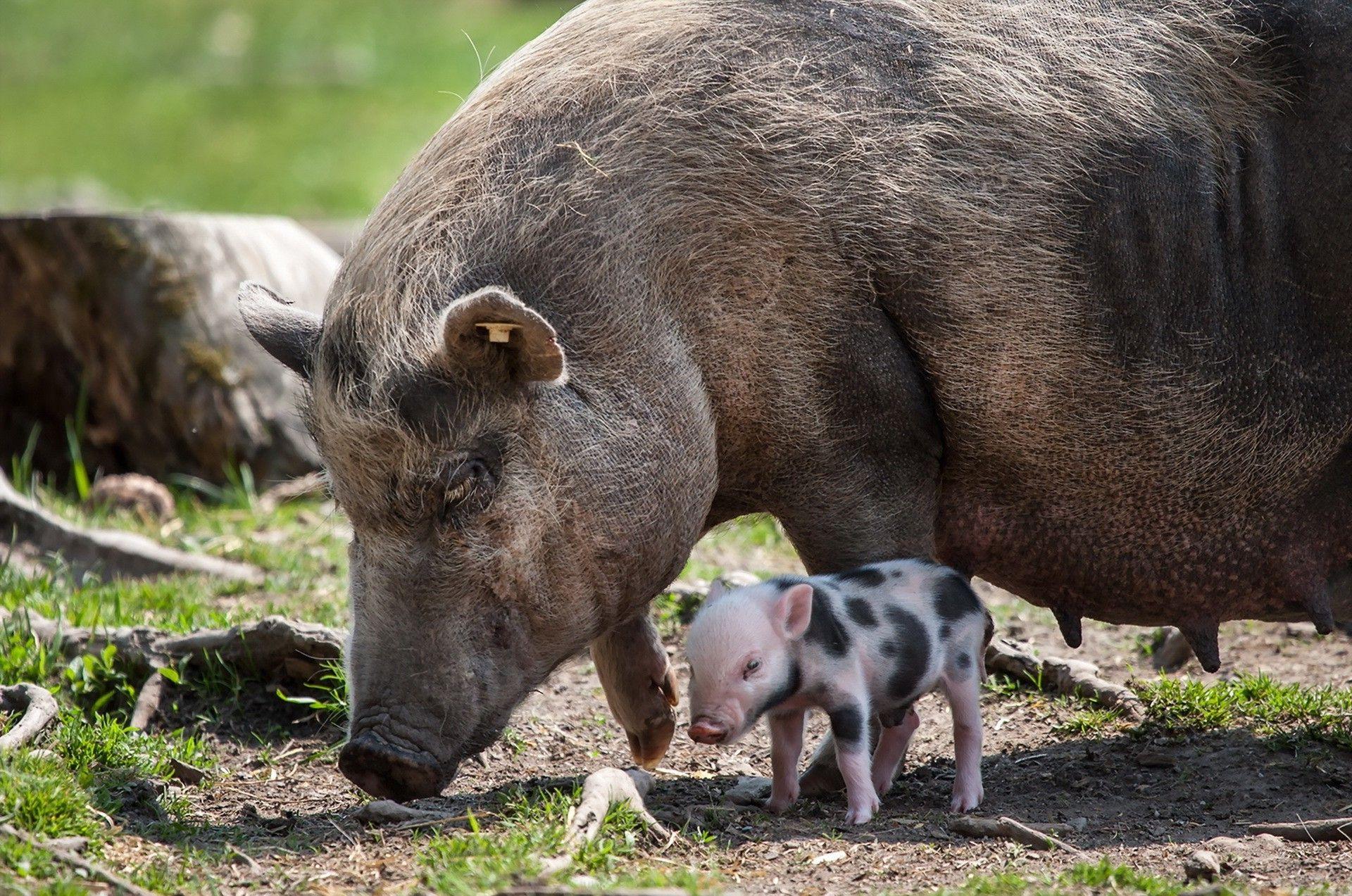 Baby Pig Wallpapers - Top Free Baby Pig Backgrounds - WallpaperAccess