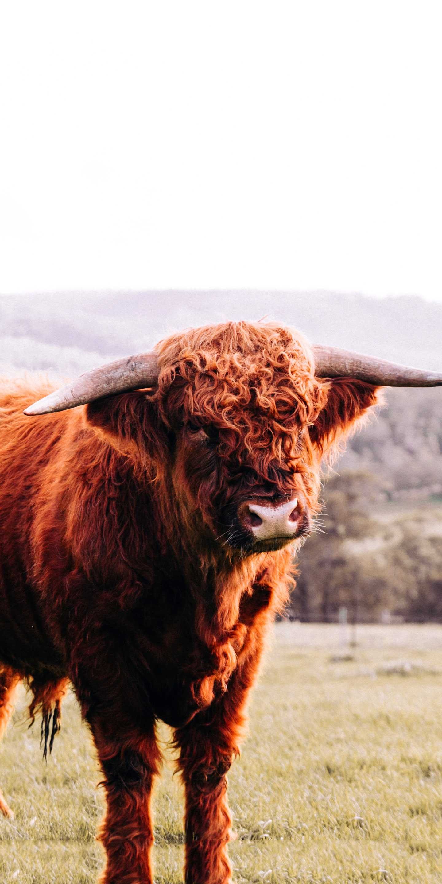 Fluffy Cow Wallpapers - Top Free Fluffy Cow Backgrounds - WallpaperAccess